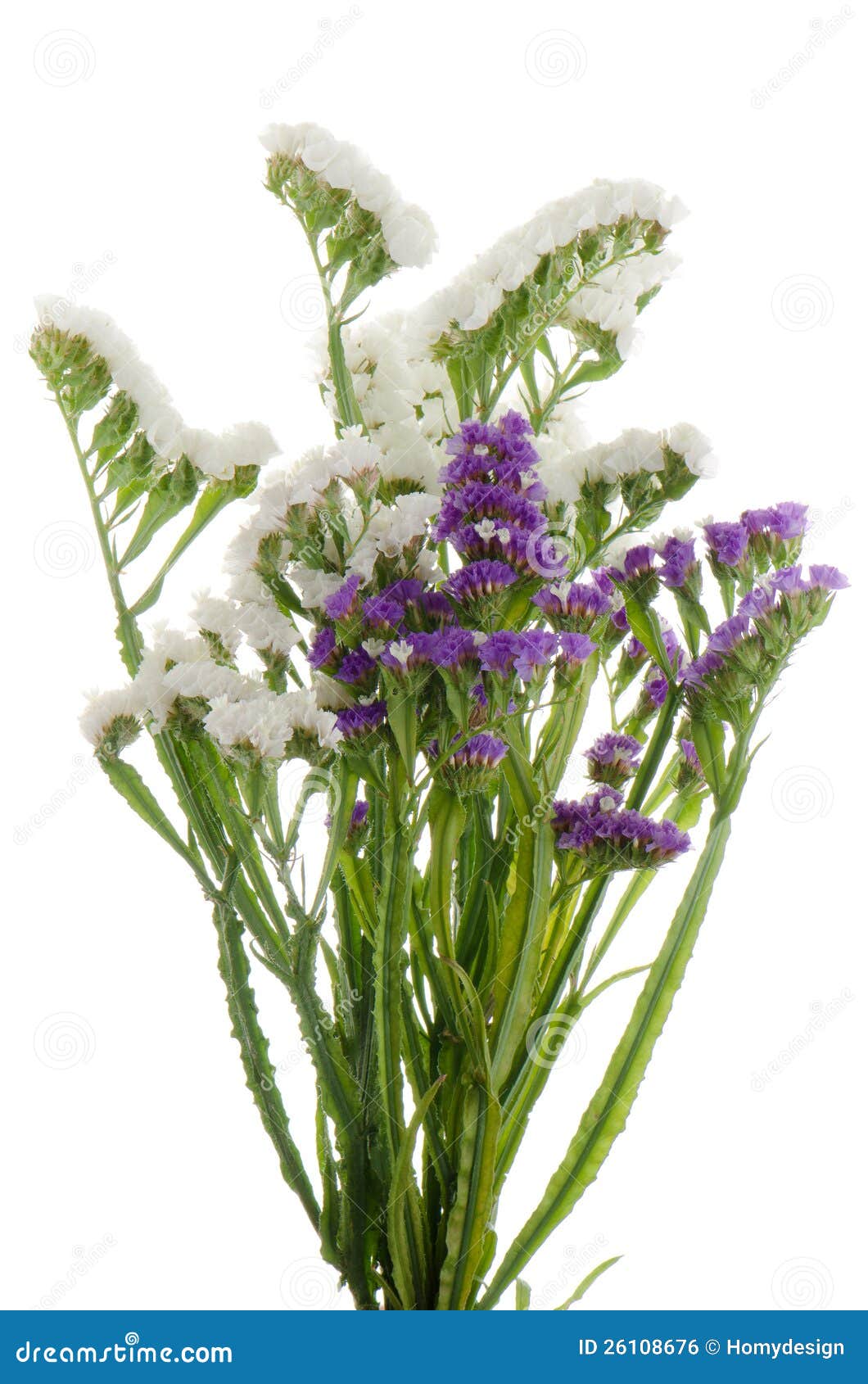 Purple and White Statice Flowers Stock Photo - Image of closeup, flower ...