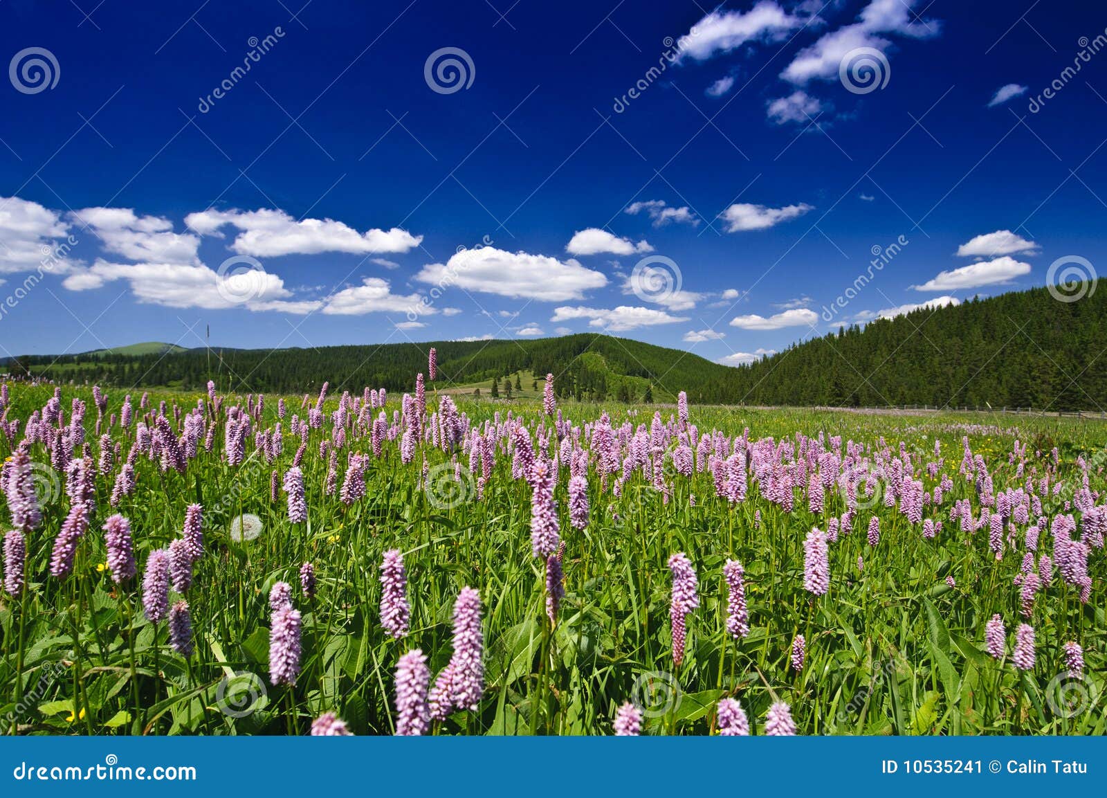 Purple Wild Flowers, Deep Blue Sky and Mountains Stock Image - Image of ...