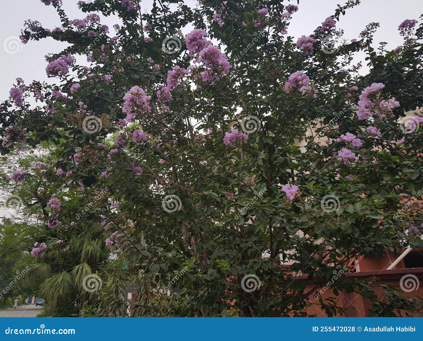 Purple Wild Flowers in Tree Branches Stock Photo - Image of wild, shrub ...