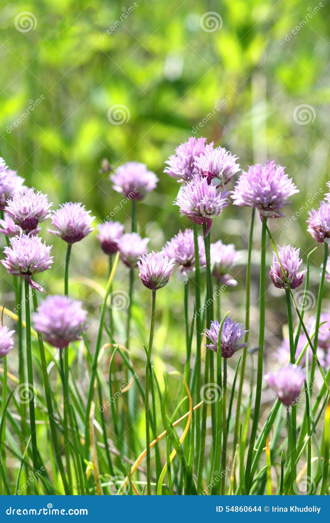 Purple wild leek flowers stock photo. Image of nutrition - 54860644