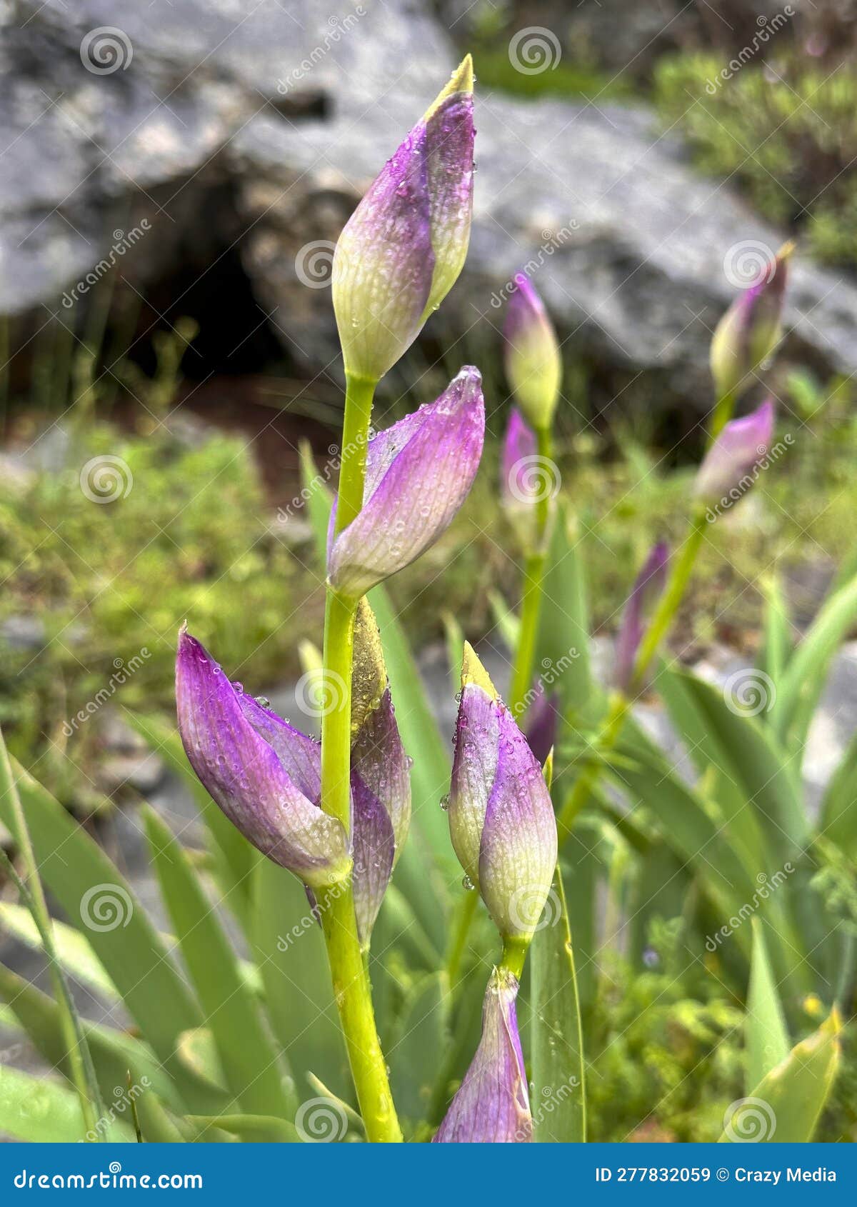 Purple Wild Lily Group Flowers in the Mountains Stock Image - Image of ...