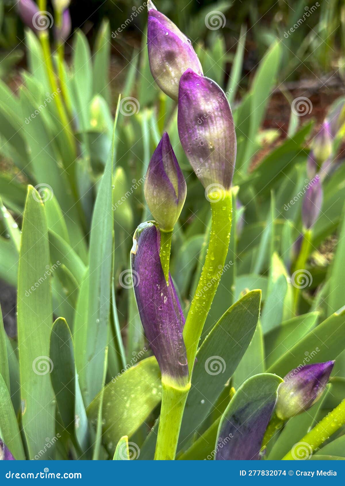 Group Of Red Flowers Lantana Camara Along A Pathway Inside A Garden ...