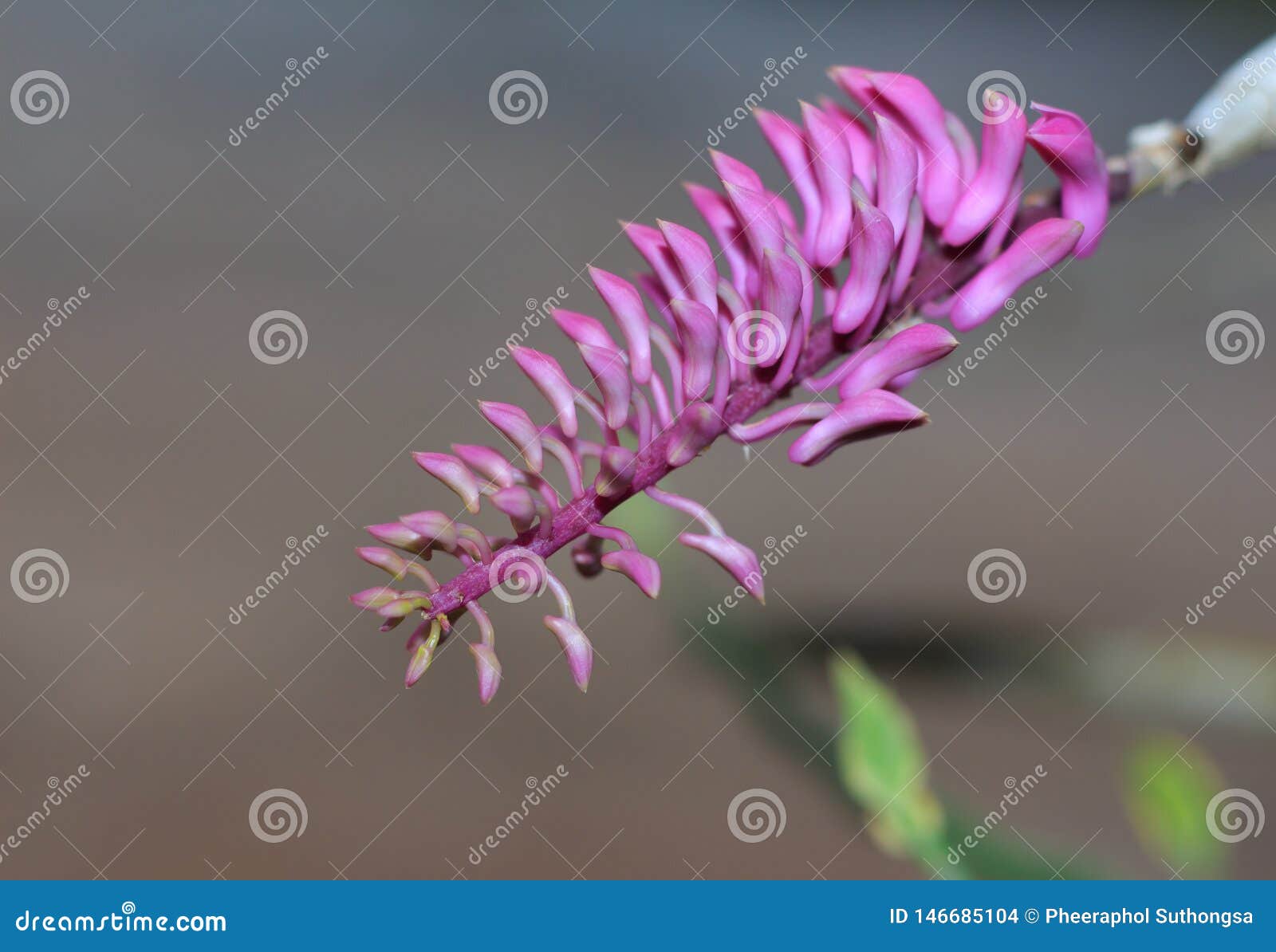 Purple wild orchid on tree stock photo. Image of green - 146685104