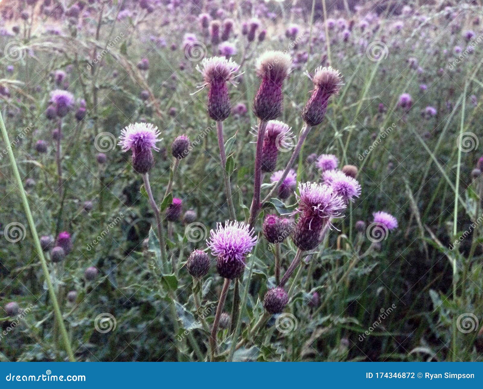 Wild thistle flowers stock photo. Image of field, lilac - 174346872