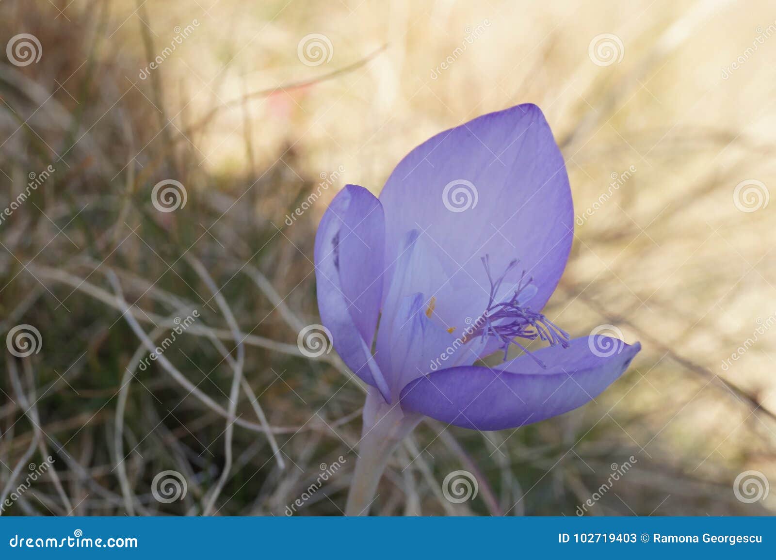 Crociris, Crocus banaticus stock image. Image of beauty - 102719403