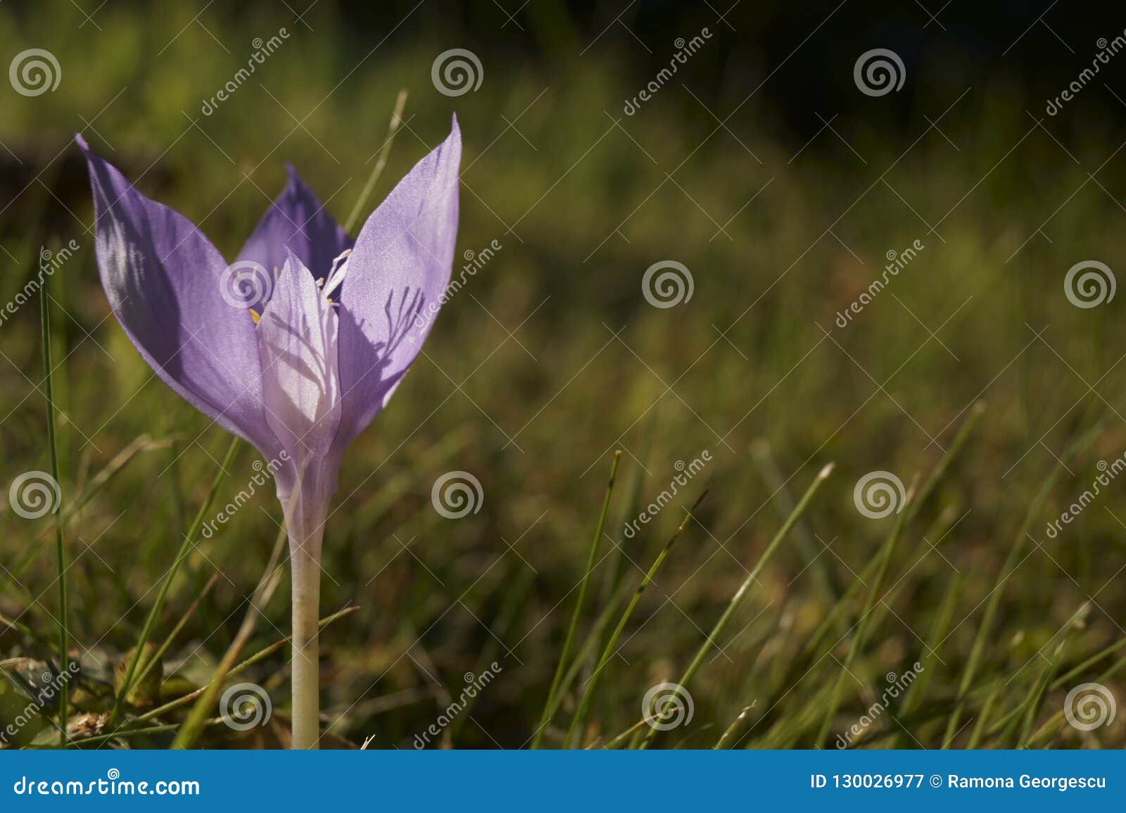 Crociris, Crocus banaticus stock image. Image of beatiful - 130026977