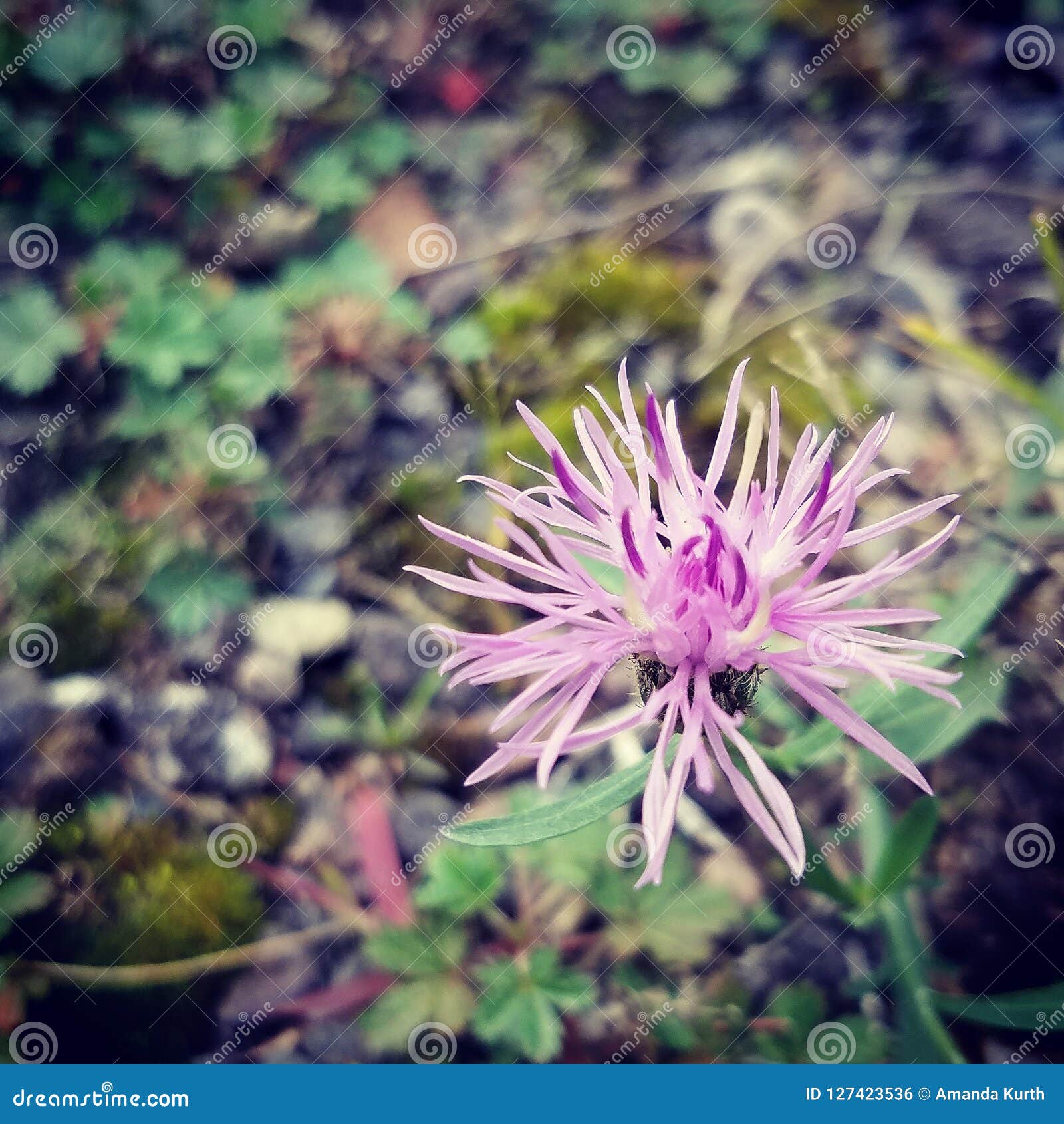 Purple stock photo. Image of wisconsin, wildflower, purple - 127423536