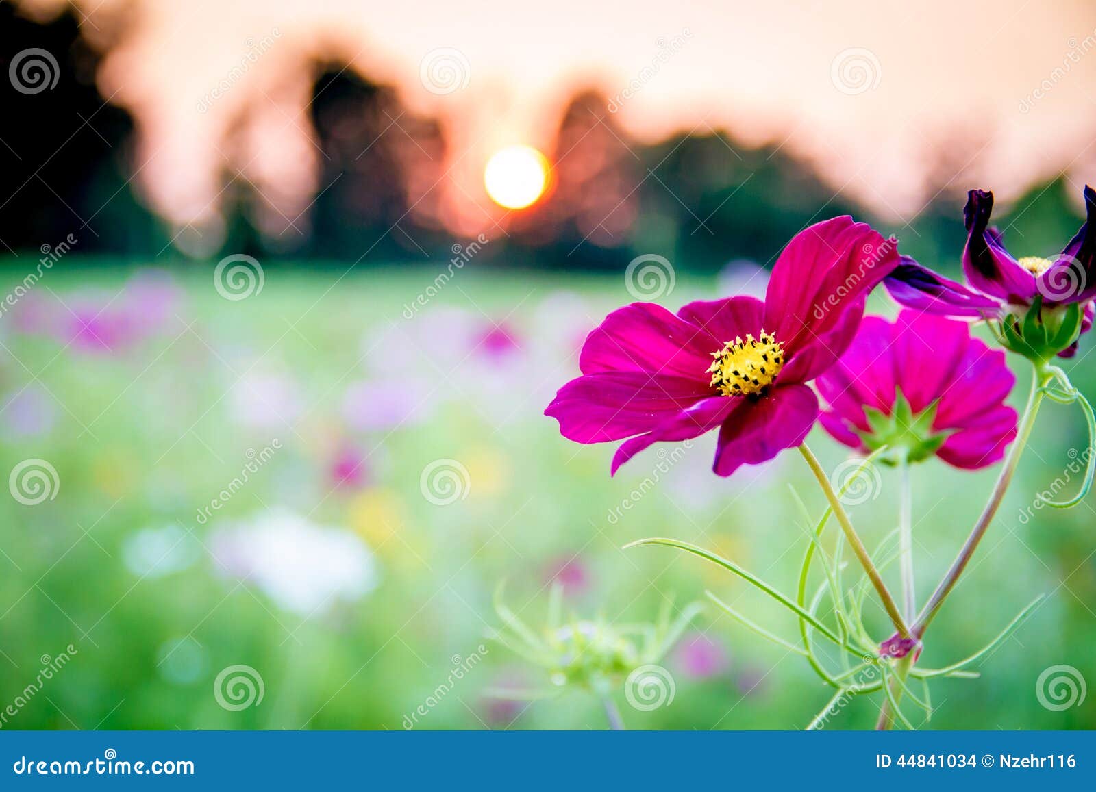 Purple Wildflower Growing In Minnesota Eutrochium Fistulosum Also ...