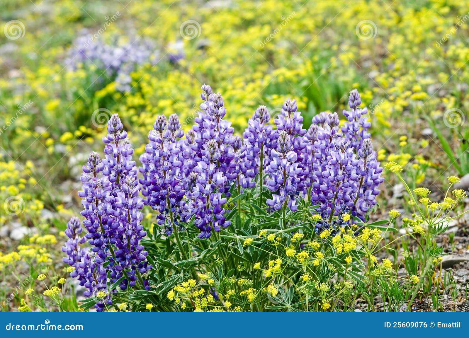 Purple Wildflowers stock photo. Image of yellow, spring - 25609076