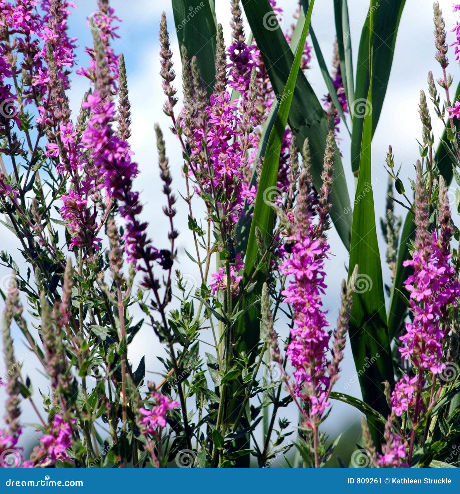 Purple wildflowers stock image. Image of pretty, wild, flowers - 809261