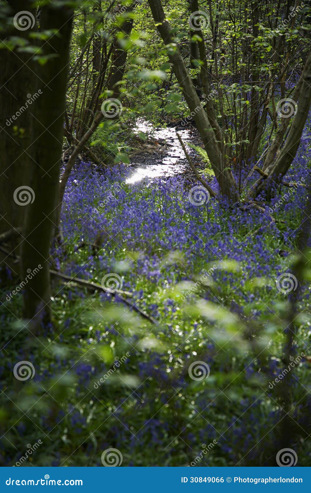 Purple Wildflowers in Forest Stock Photo - Image of wooded, purple ...