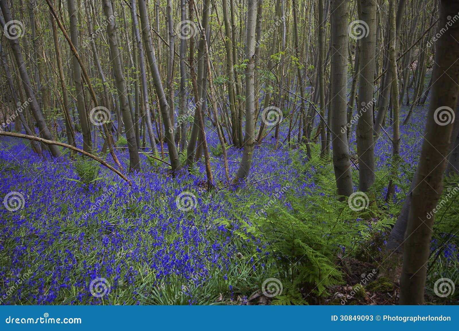 Purple Wildflowers in Forest Stock Image - Image of world, woods: 30849093