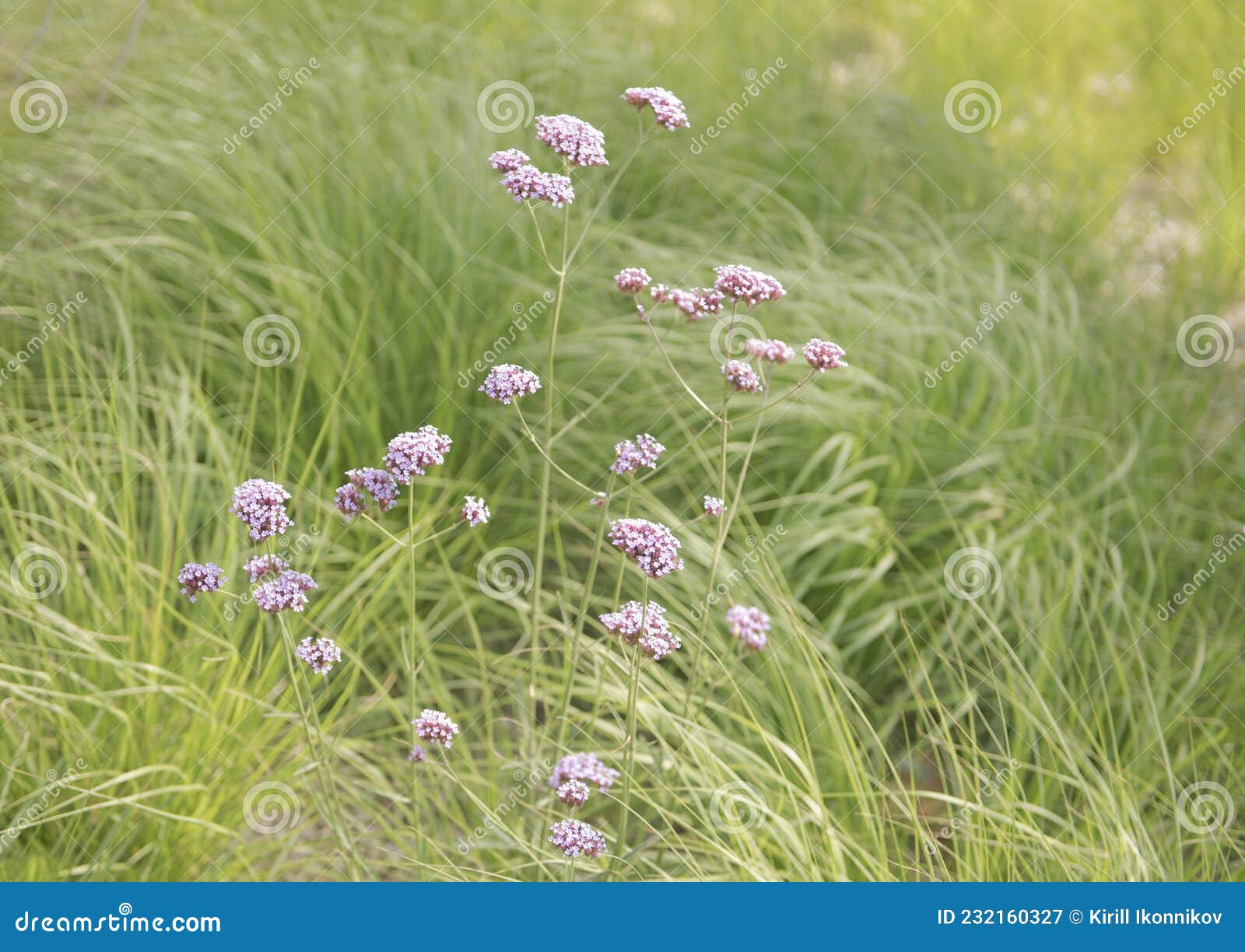 Purple Wildflowers on a Grass Field Stock Image - Image of blooming ...