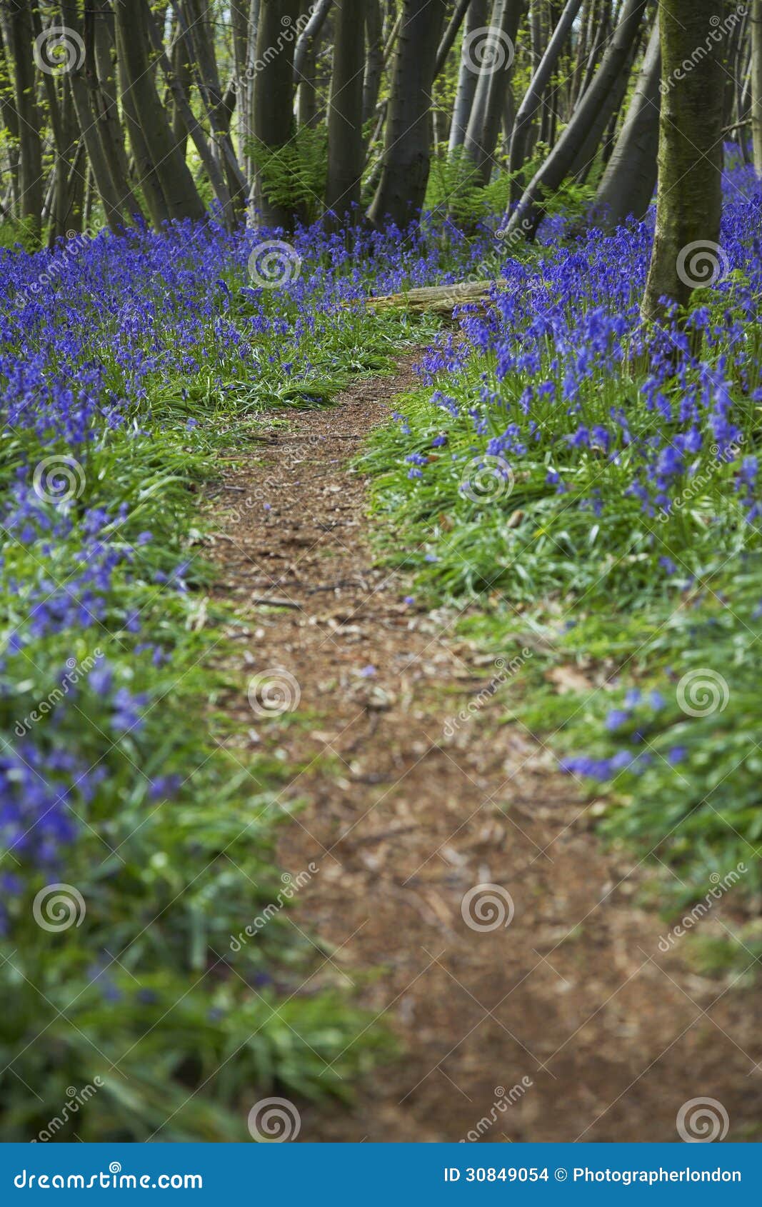 Purple Wildflowers on Path stock photo. Image of possibilities - 30849054
