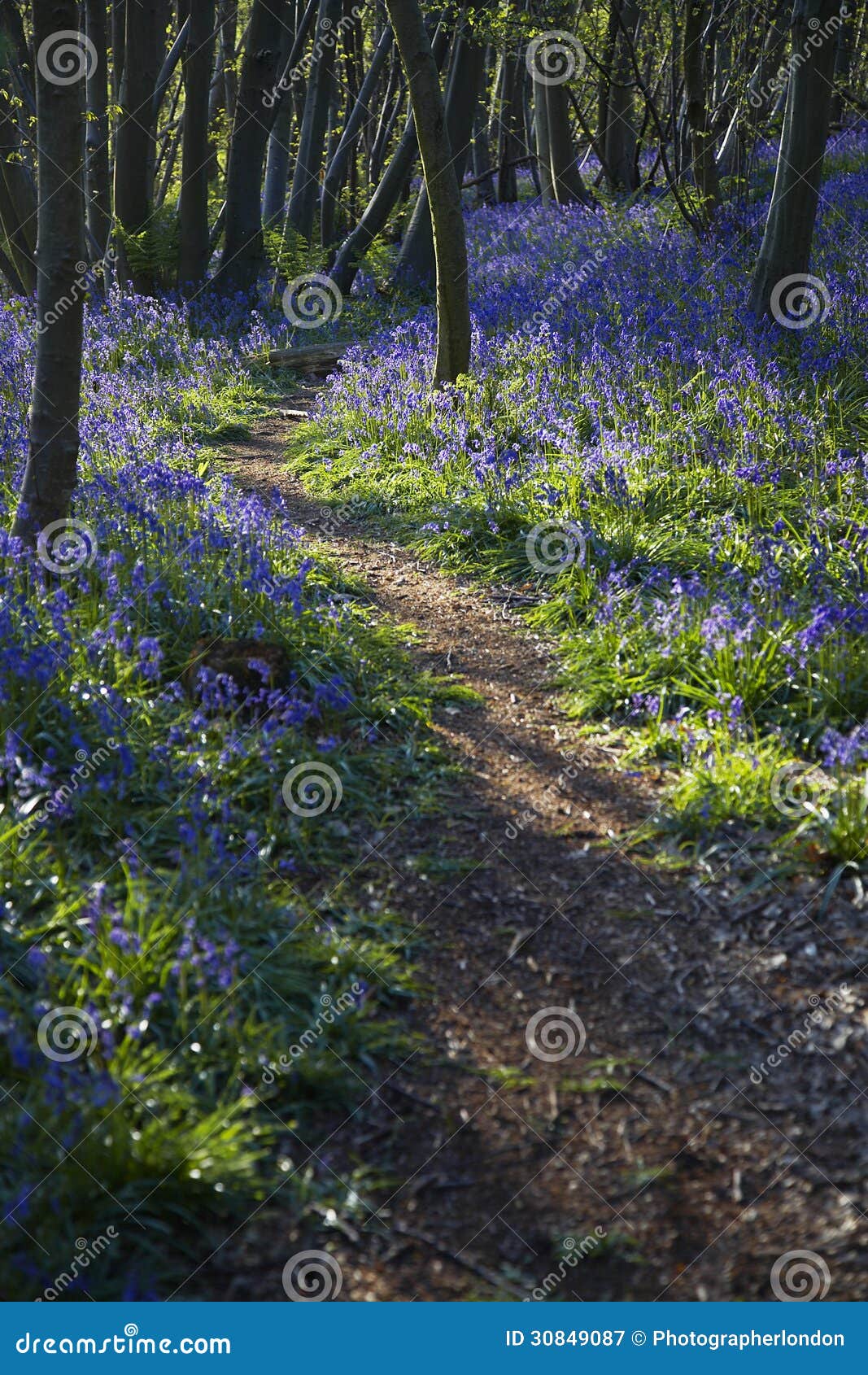 Purple Wildflowers on Path stock image. Image of possibilities - 30849087