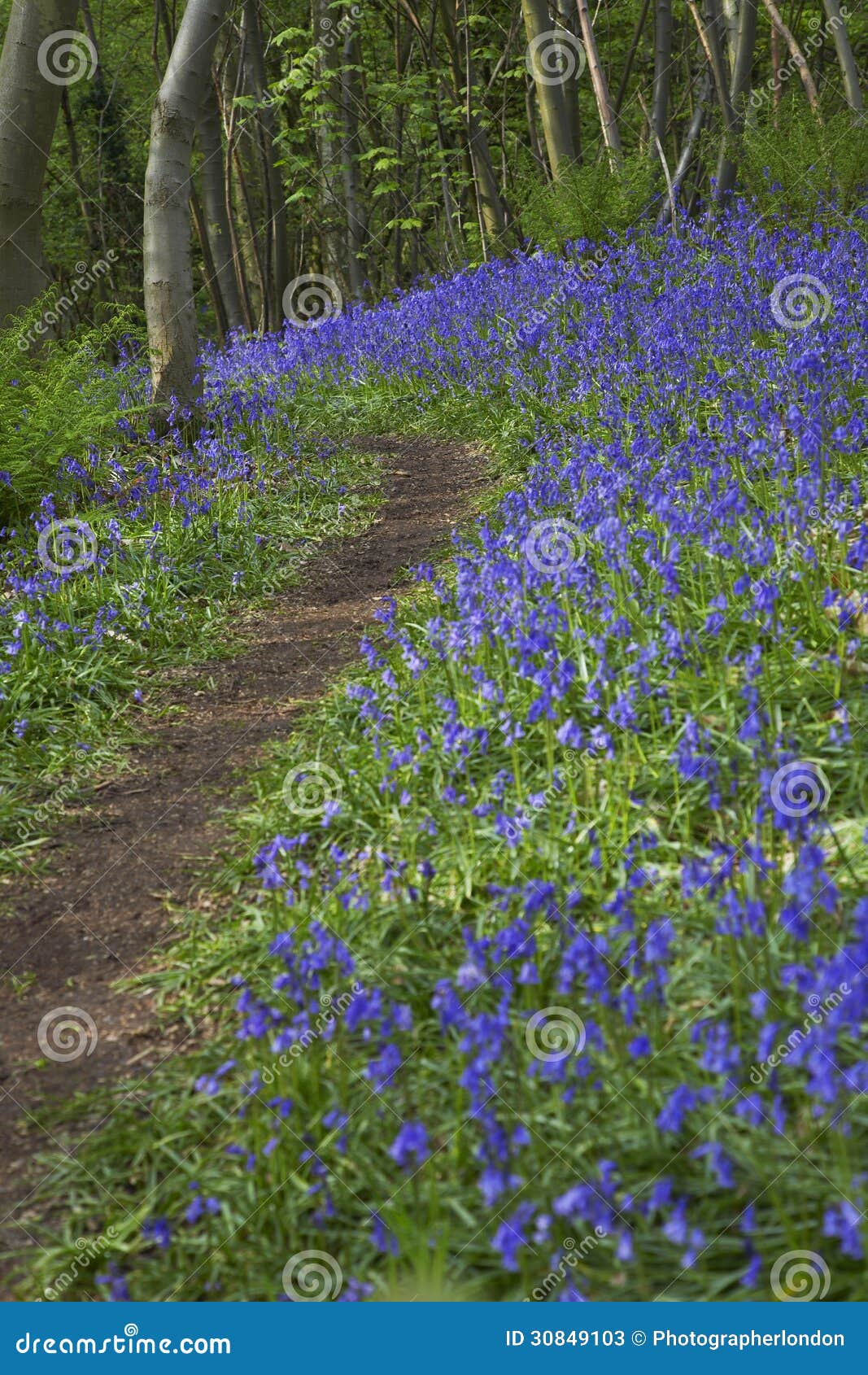 Purple Wildflowers on Path stock image. Image of walkway - 30849103