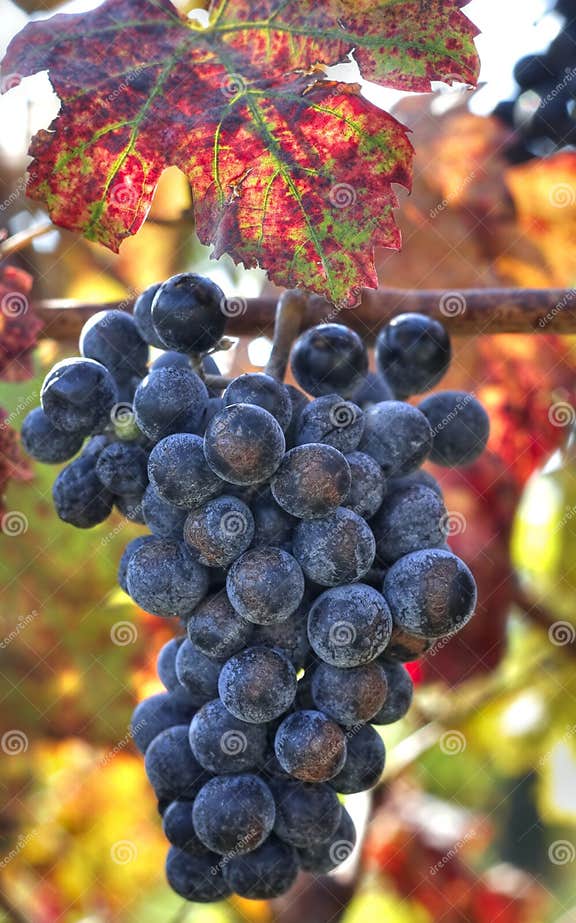 Purple wine grapes stock image. Image of autumn, wine - 13534795