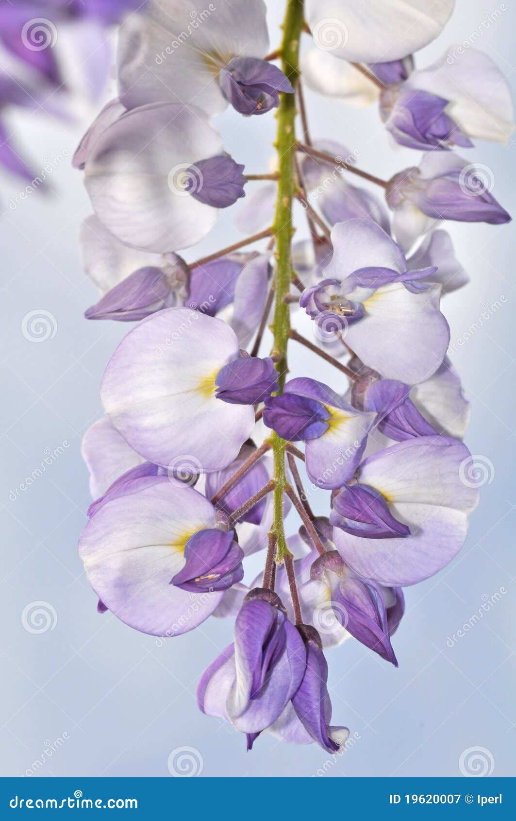 Purple wisteria stock image. Image of wisteria, spring - 19620007