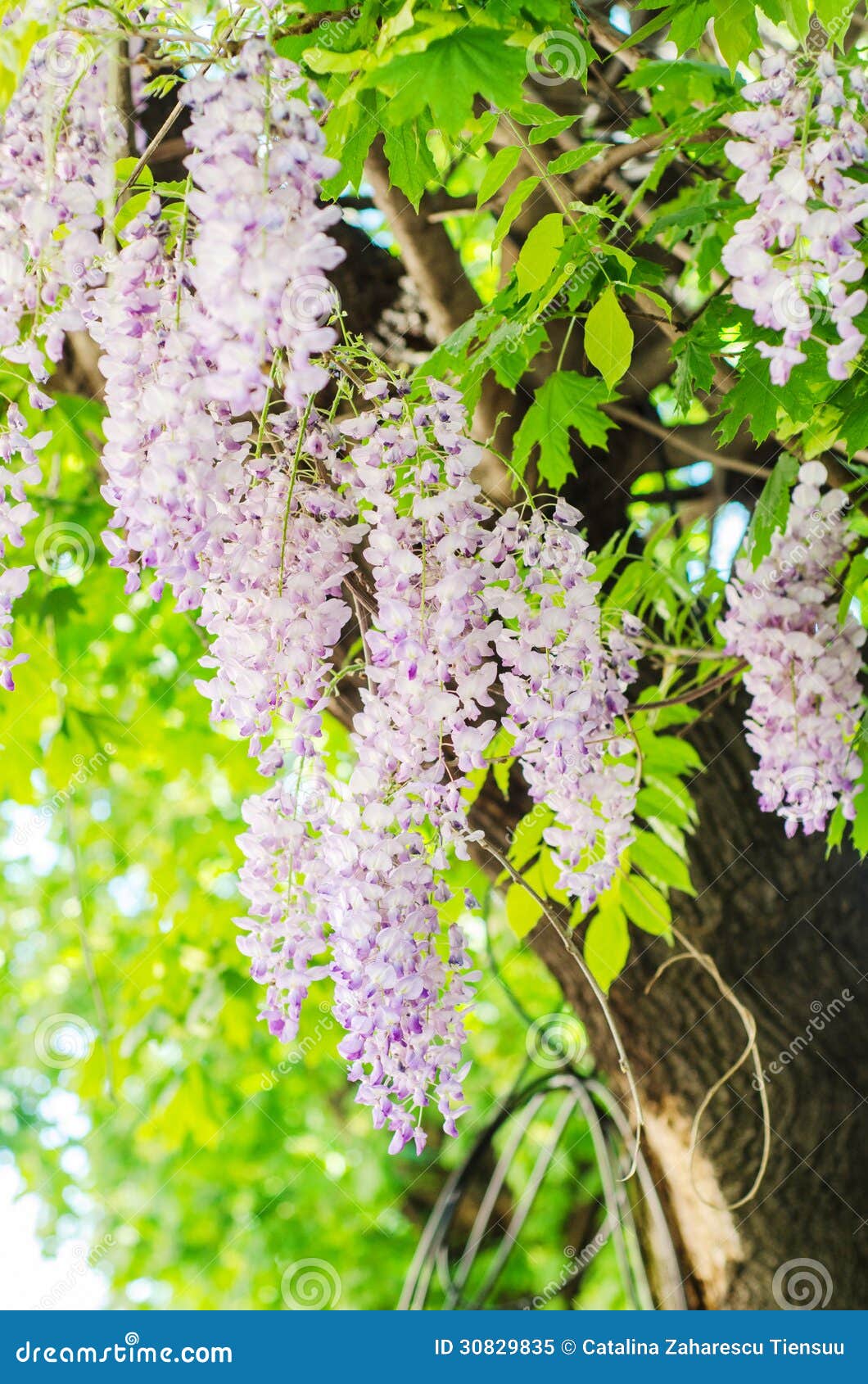 Purple Wisteria stock image. Image of flowers, purple - 30829835