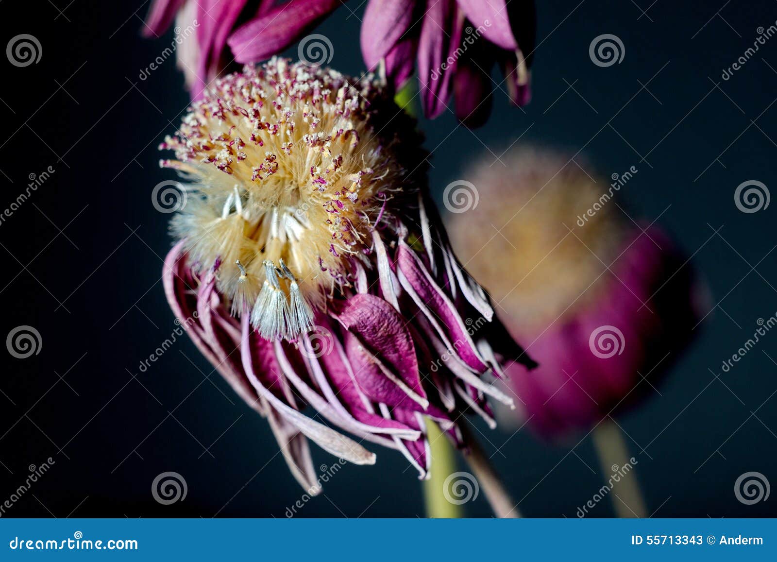 Purple withered flower stock image. Image of memory, vintage - 55713343