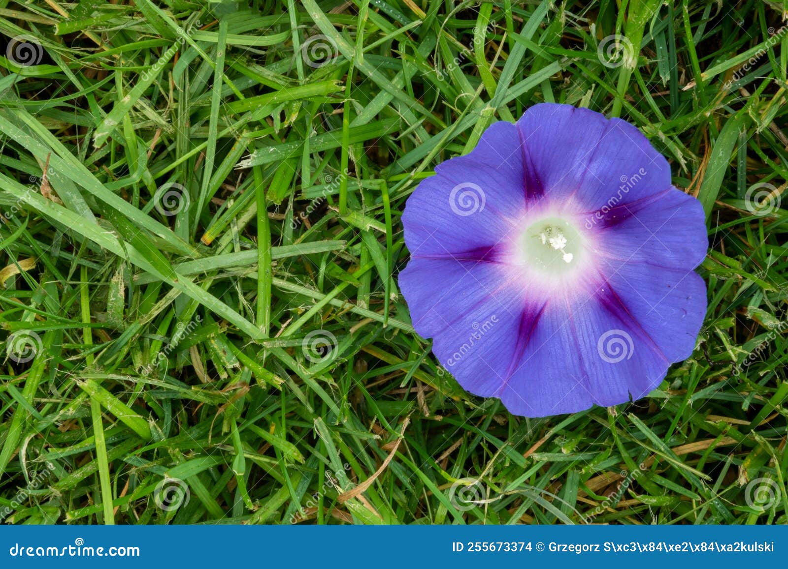 Purple wolf in the grass stock photo. Image of botany - 255673374