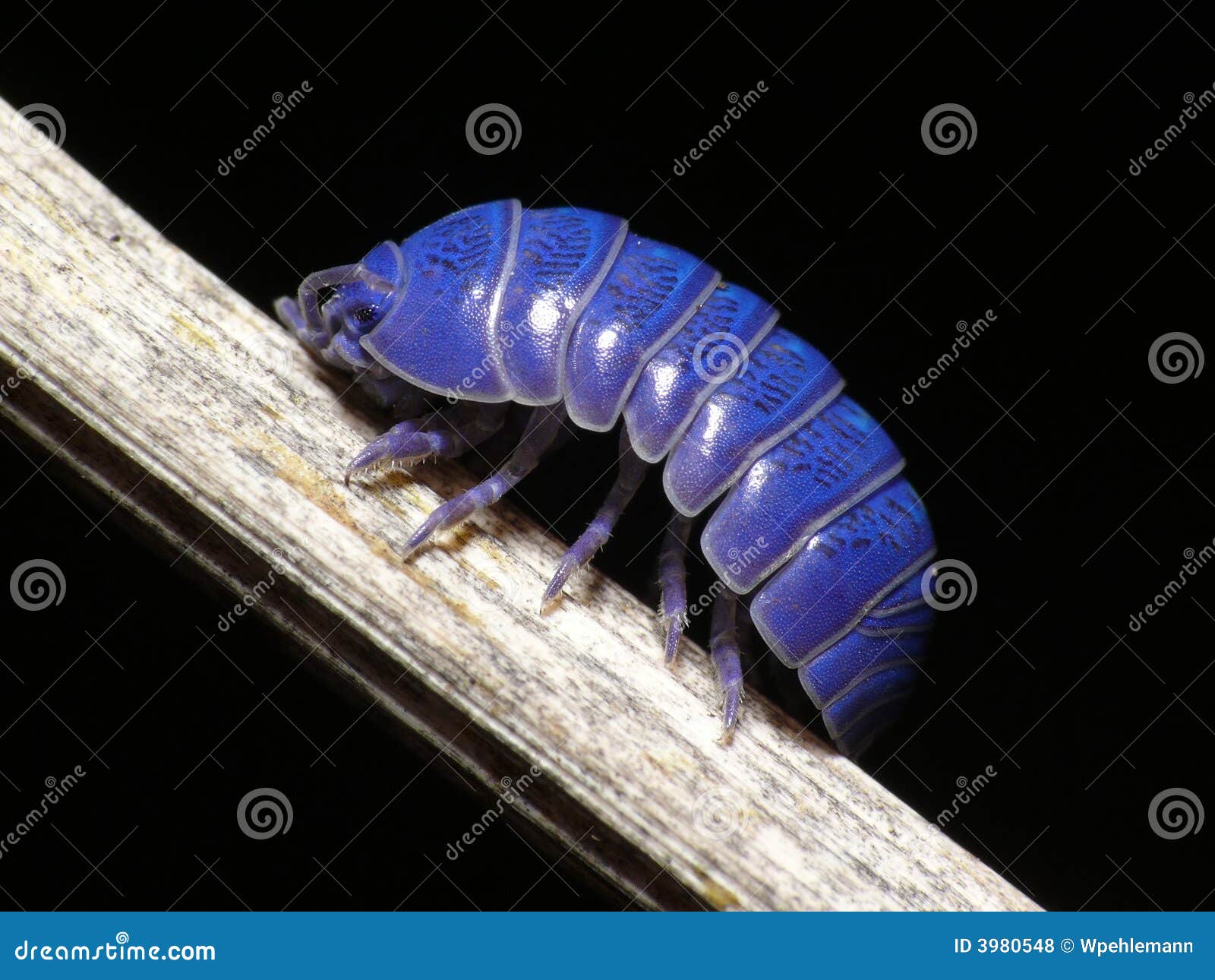 Purple wood-louse stock photo. Image of blue, animal, insect - 3980548