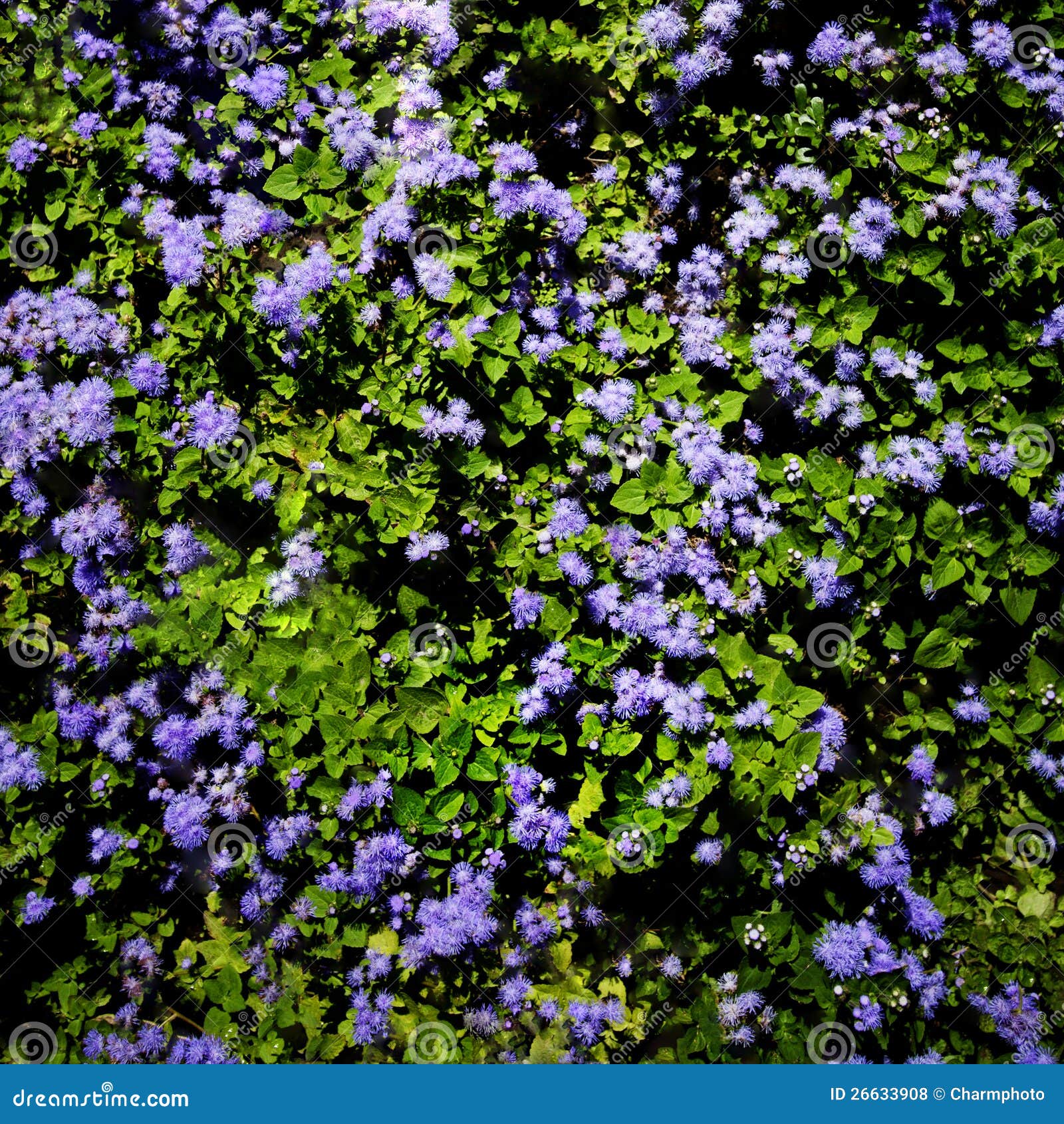 Purple world stock photo. Image of leafs, nature, flowers - 26633908