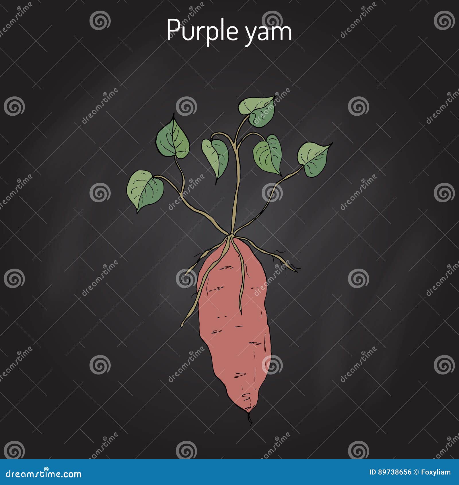 Purple Yam Dioscorea Alata Cartoon Vector | CartoonDealer.com #88774051