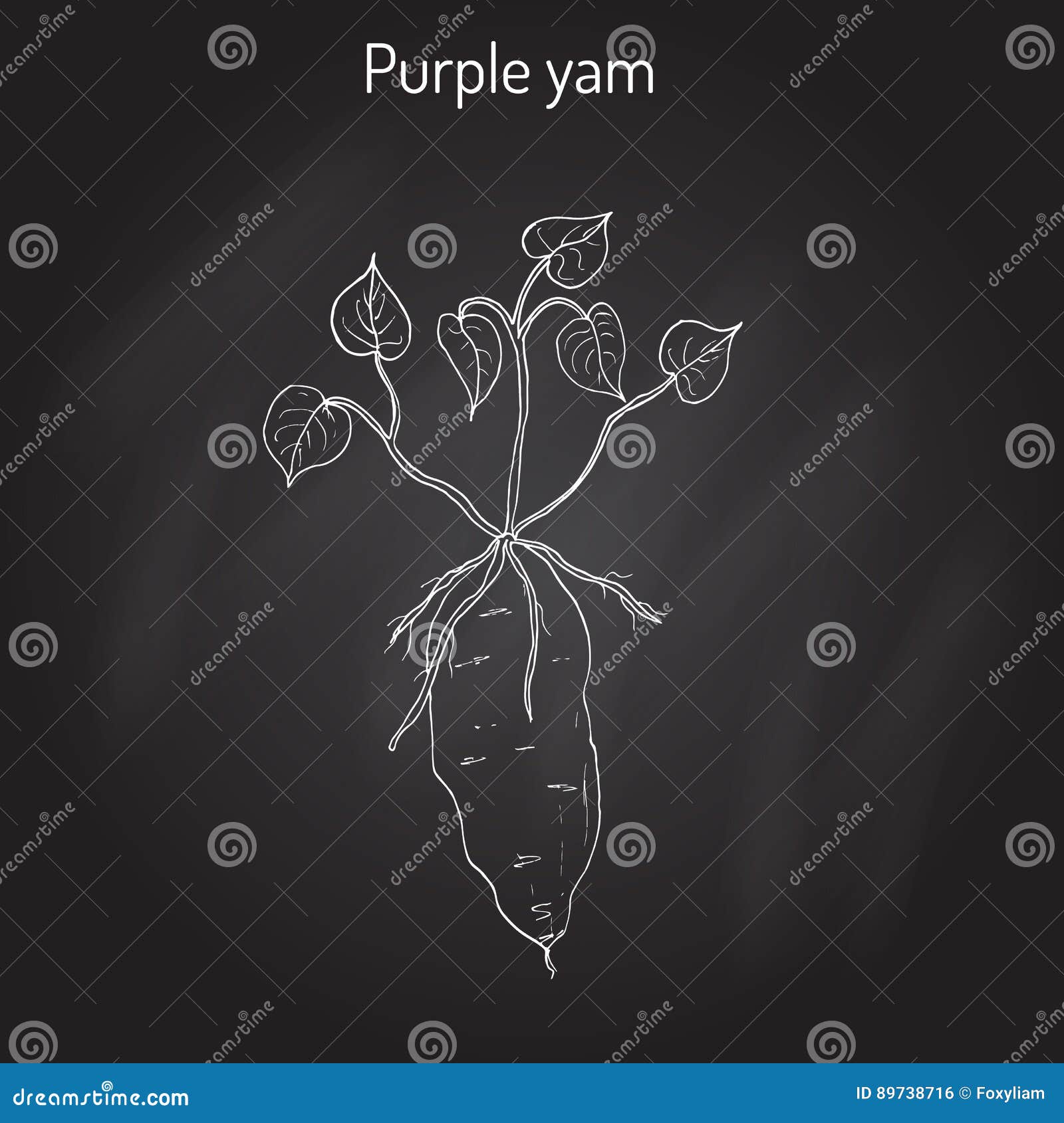 Purple yam Dioscorea alata stock vector. Illustration of cooking - 89738716