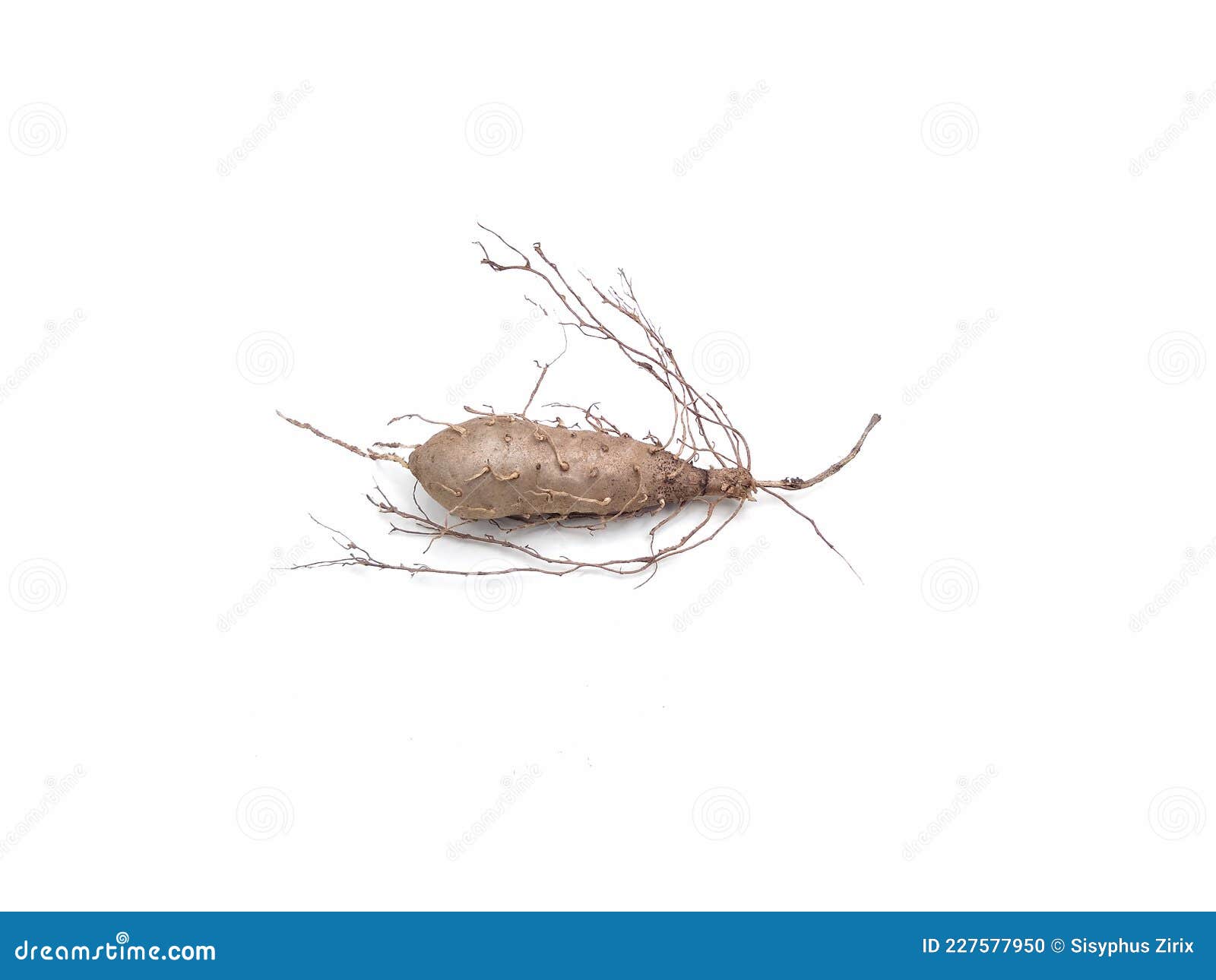 Purple Yam Edible Tuber Isolated on White Background Stock Photo ...