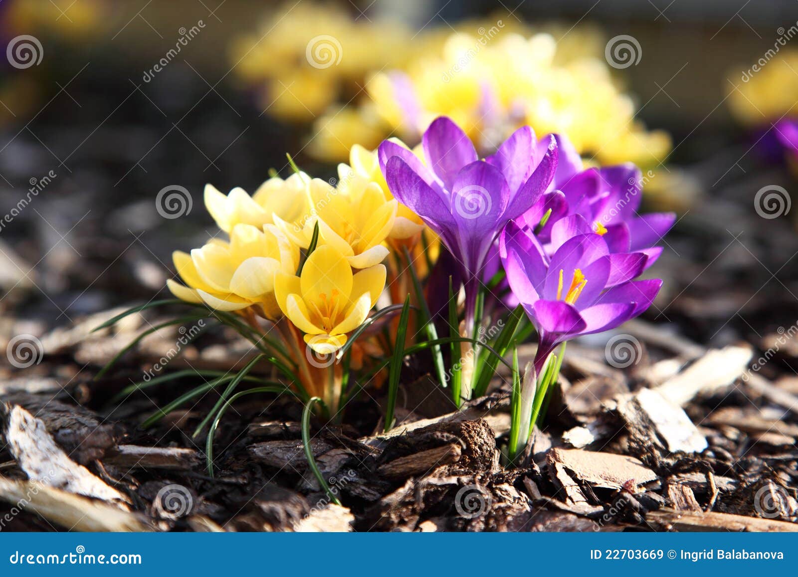 Purple and yellow crocus stock image. Image of fresh - 22703669