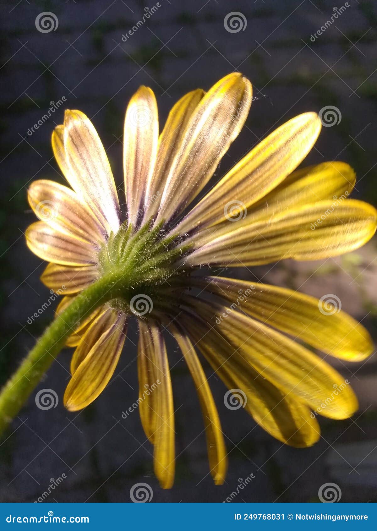 Purple and yellow daisy stock image. Image of petals - 249768031