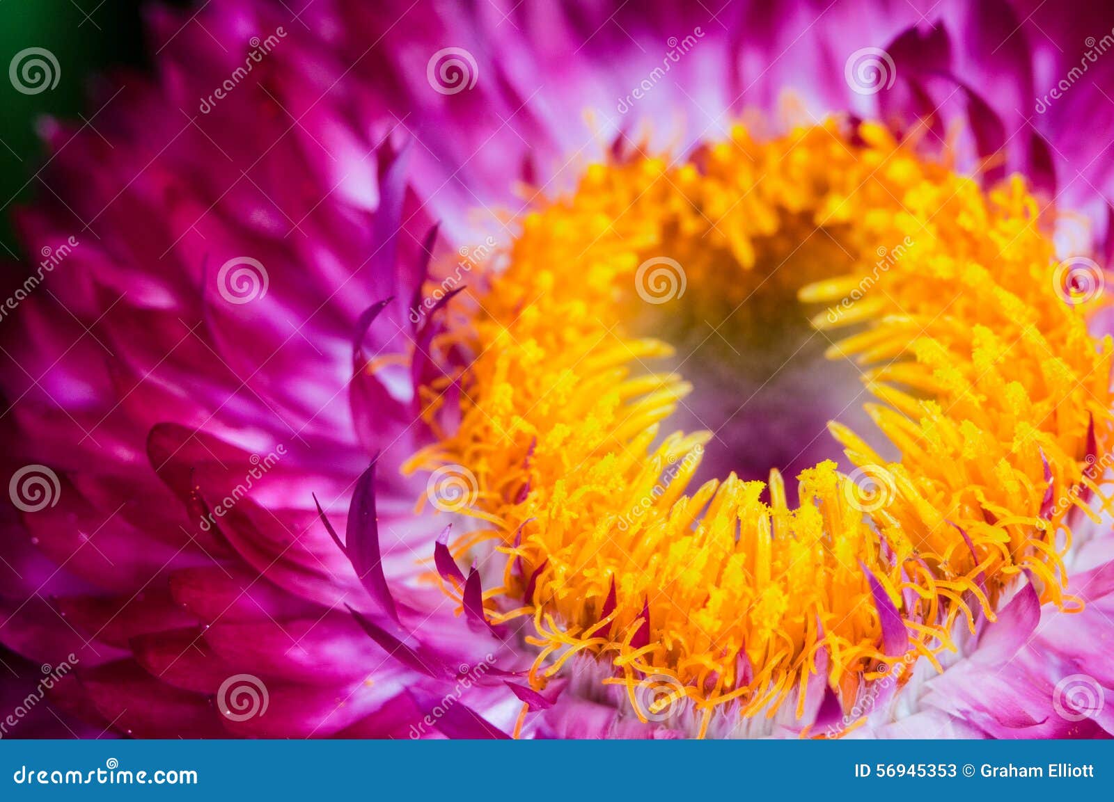 Purple and Yellow Flower in Spring Stock Image - Image of beautiful ...