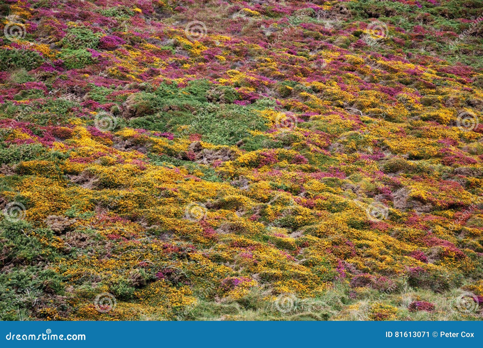 Purple and Yellow Heather Background Stock Image - Image of green ...