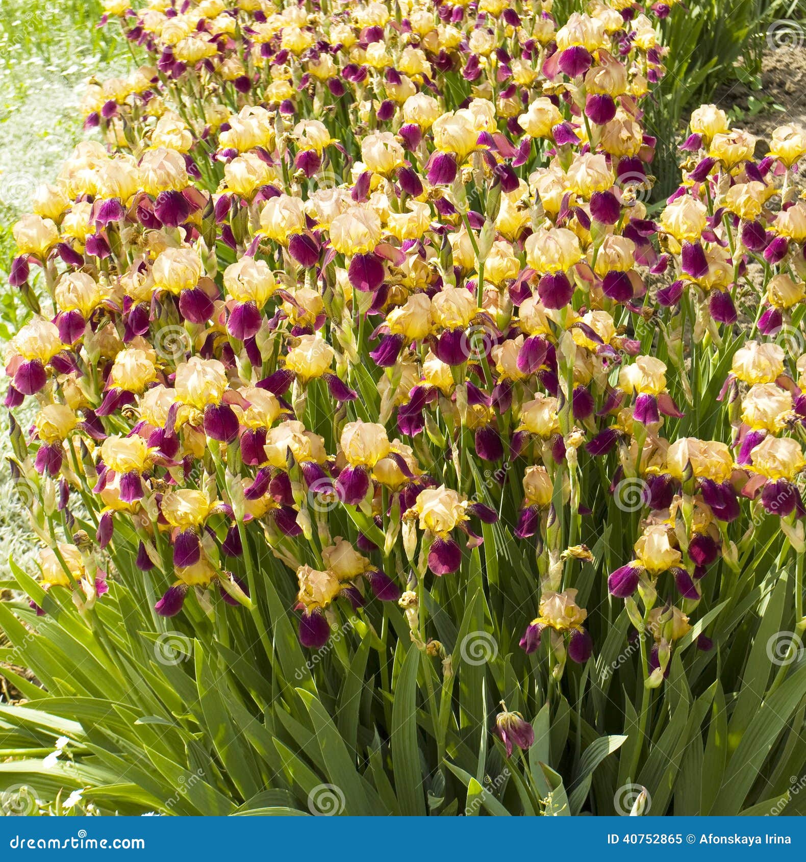 Purple and yellow irises stock image. Image of flowering - 40752865