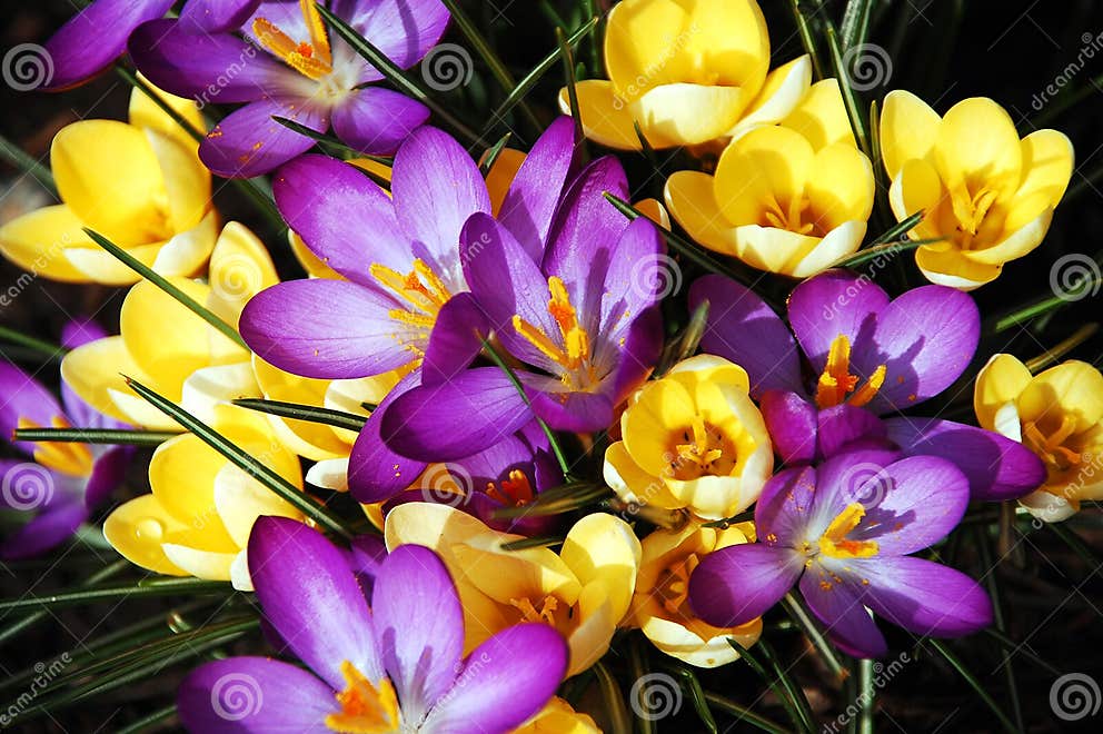 Purple and Yellow Spring Crocus Flowers Stock Photo - Image of blossoms ...