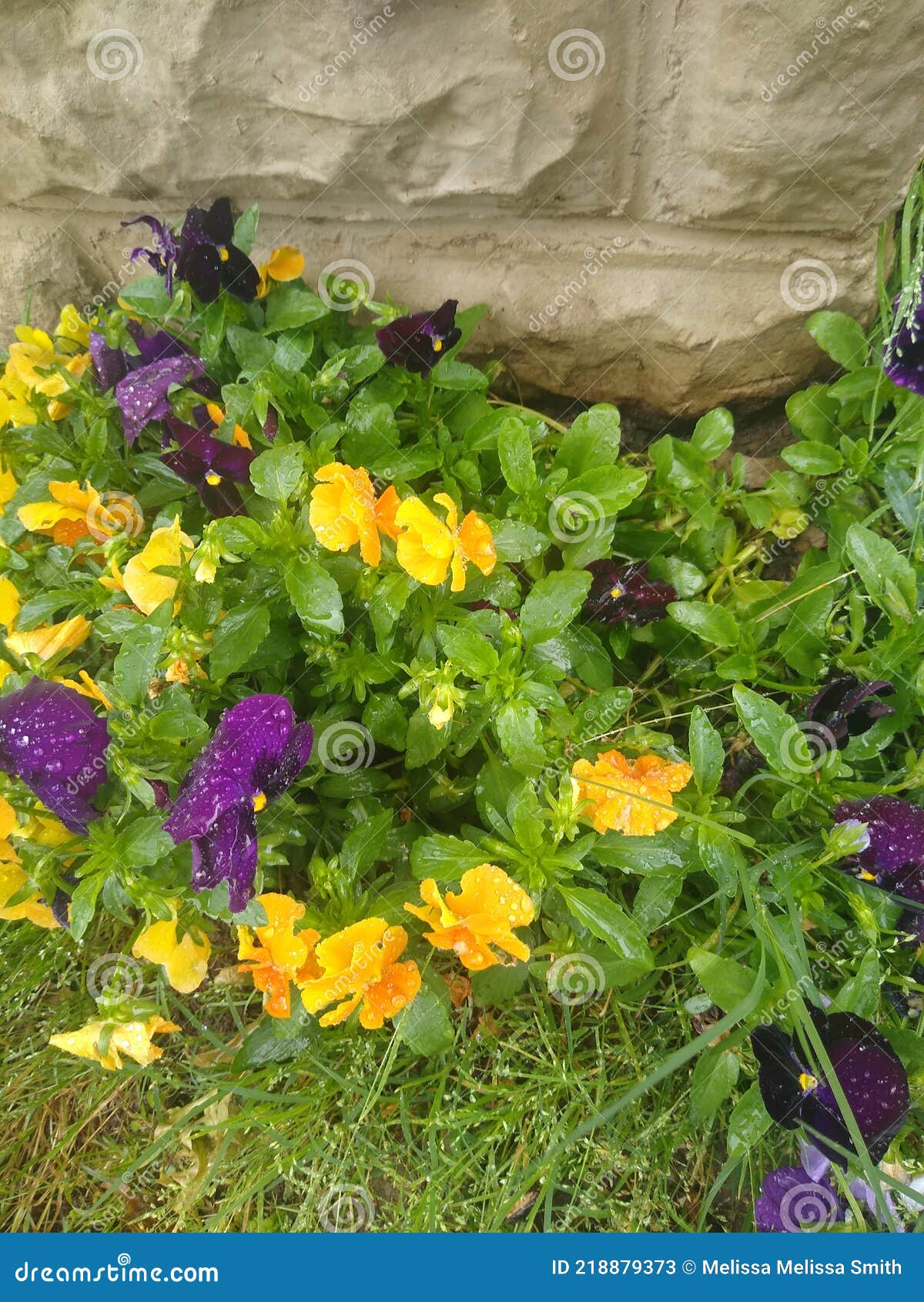 Purple and Yellow Spring Flowers Raindrops Stock Image - Image of ...