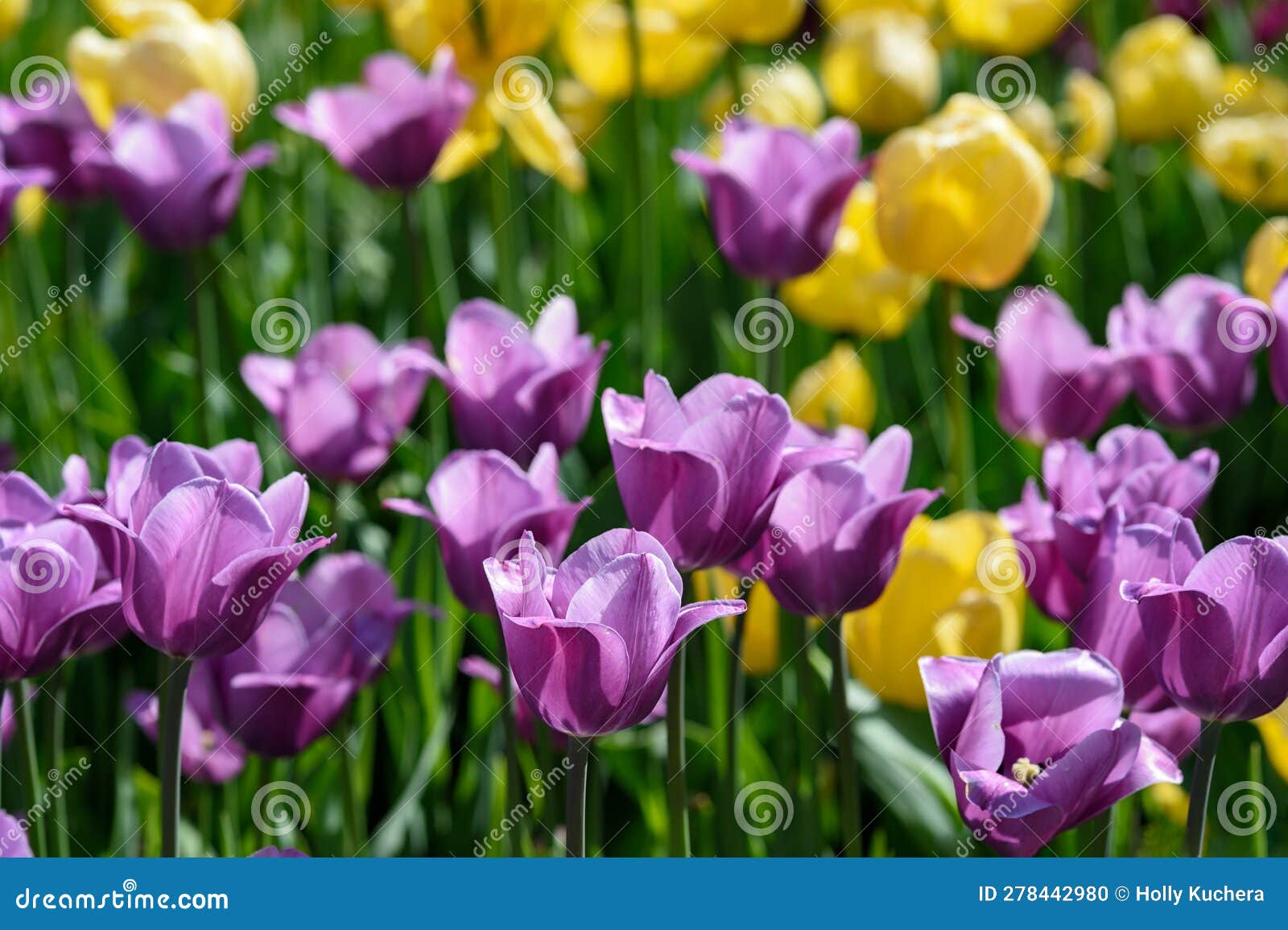 Purple and Yellow Tulips stock photo. Image of natural - 278442980