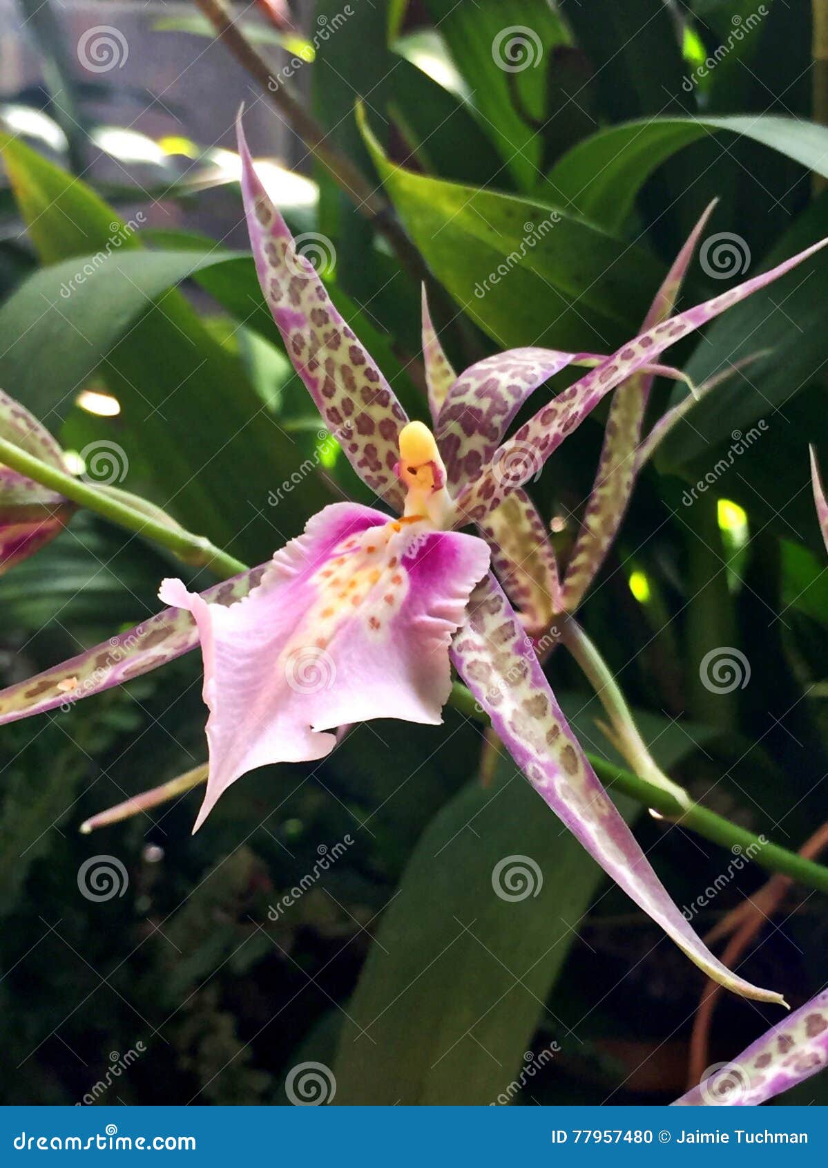 Yellow Zebra Texture. Seamless Lines For African Stock Photo ...