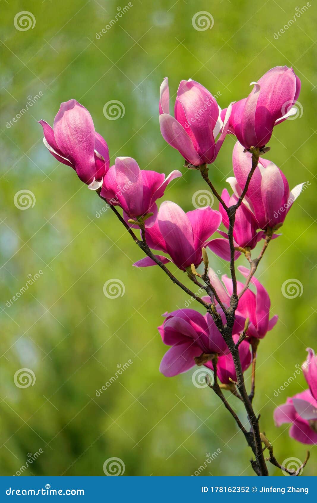 Purple yulan flower stock photo. Image of yulan, purple - 178162352