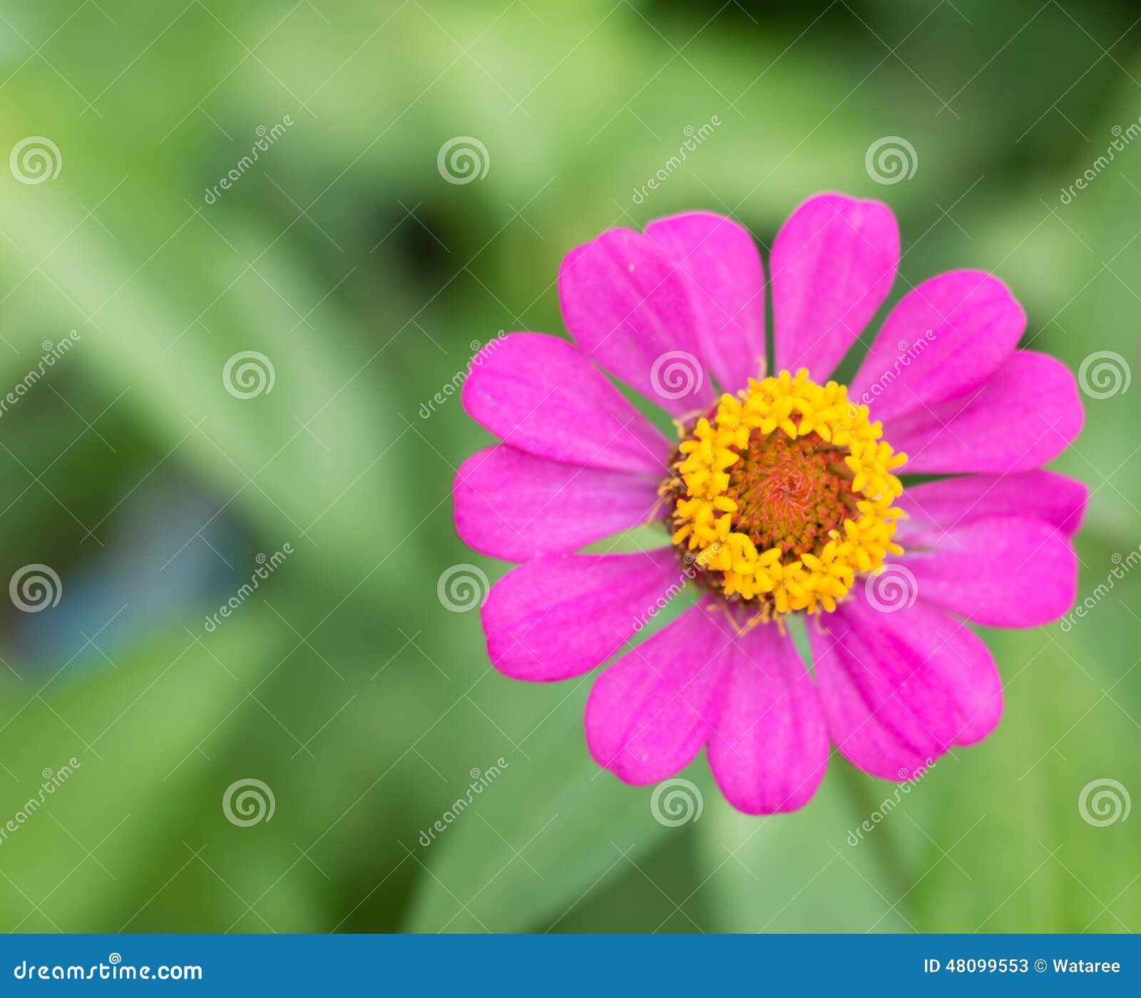 Purple zinnia flower stock image. Image of bright, close - 48099553