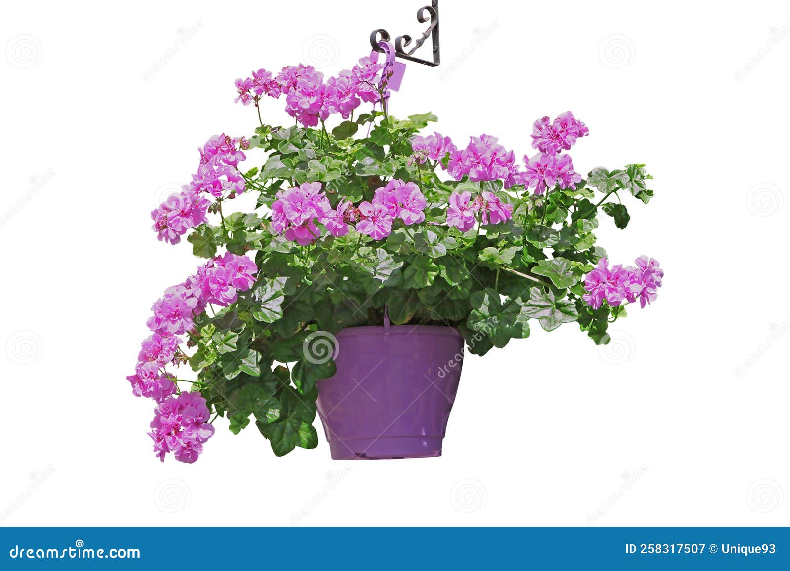 Purple Zonal Geranium in Pot Stock Image - Image of pelargonium, flower ...