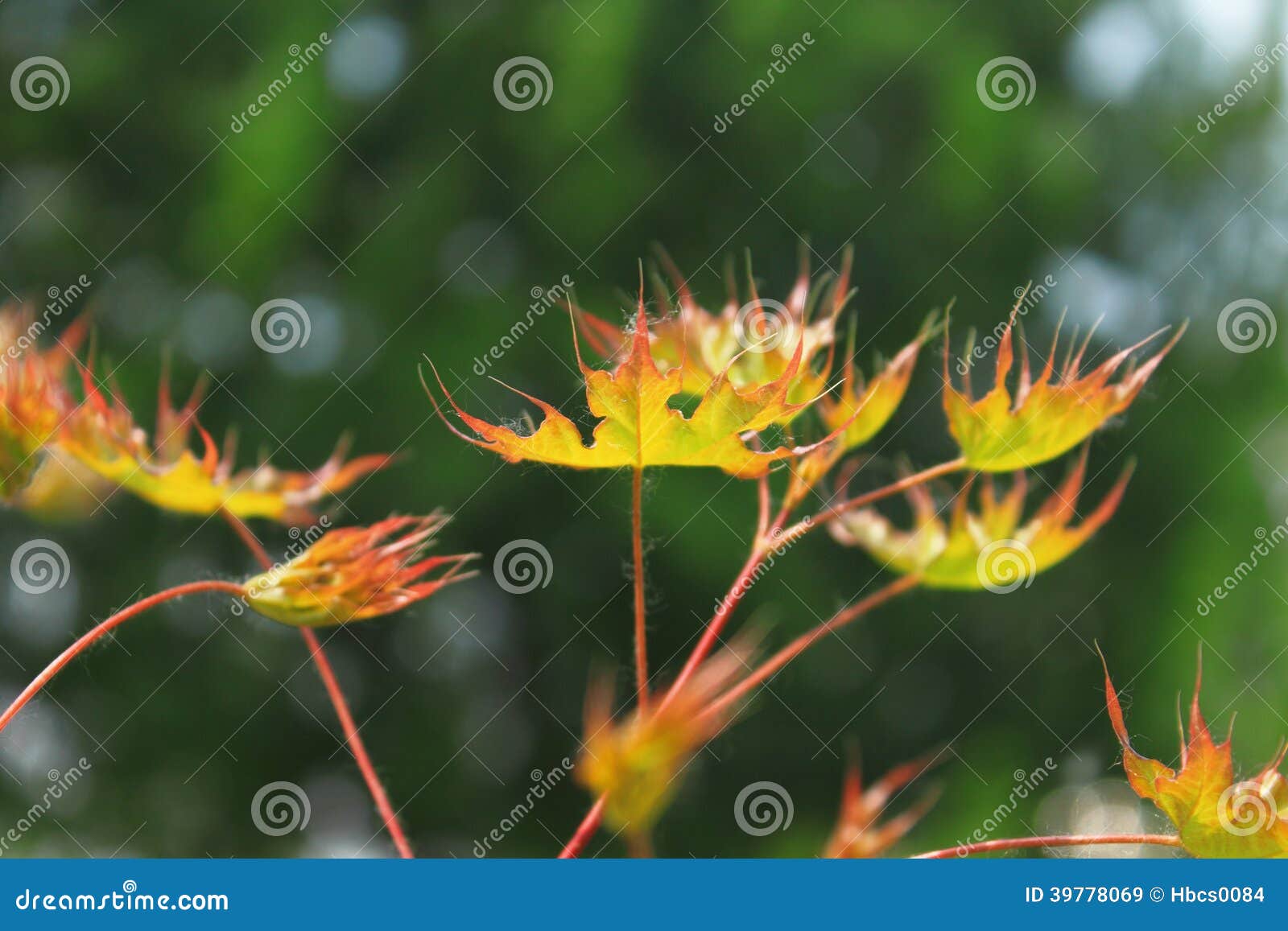 Purpleblow Maple Stock Photos - Free & Royalty-Free Stock Photos from ...