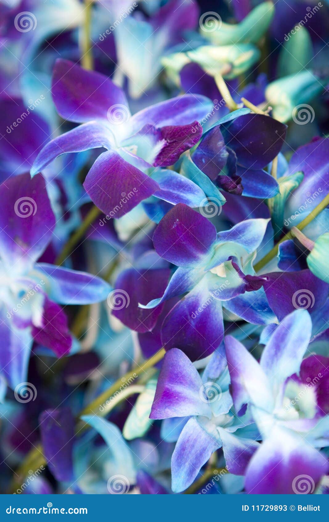 Purplish Blue Orchids stock image. Image of beautiful - 11729893