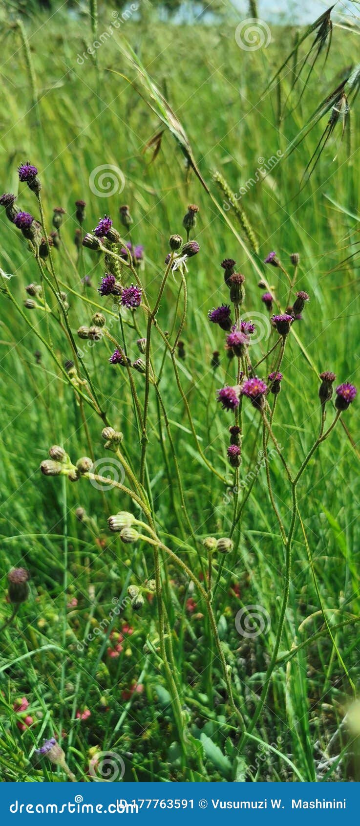 Purpose Flower in Summer stock image. Image of purpose - 177763591