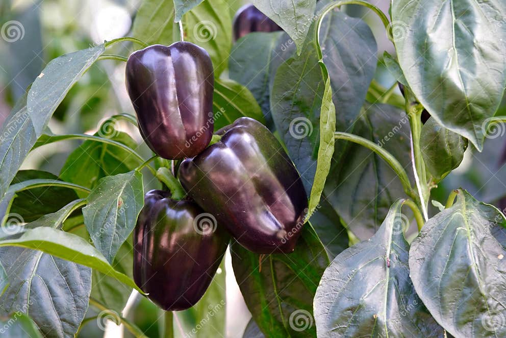 Purpur spansk peppar arkivfoto. Bild av klocka, odling - 68316228