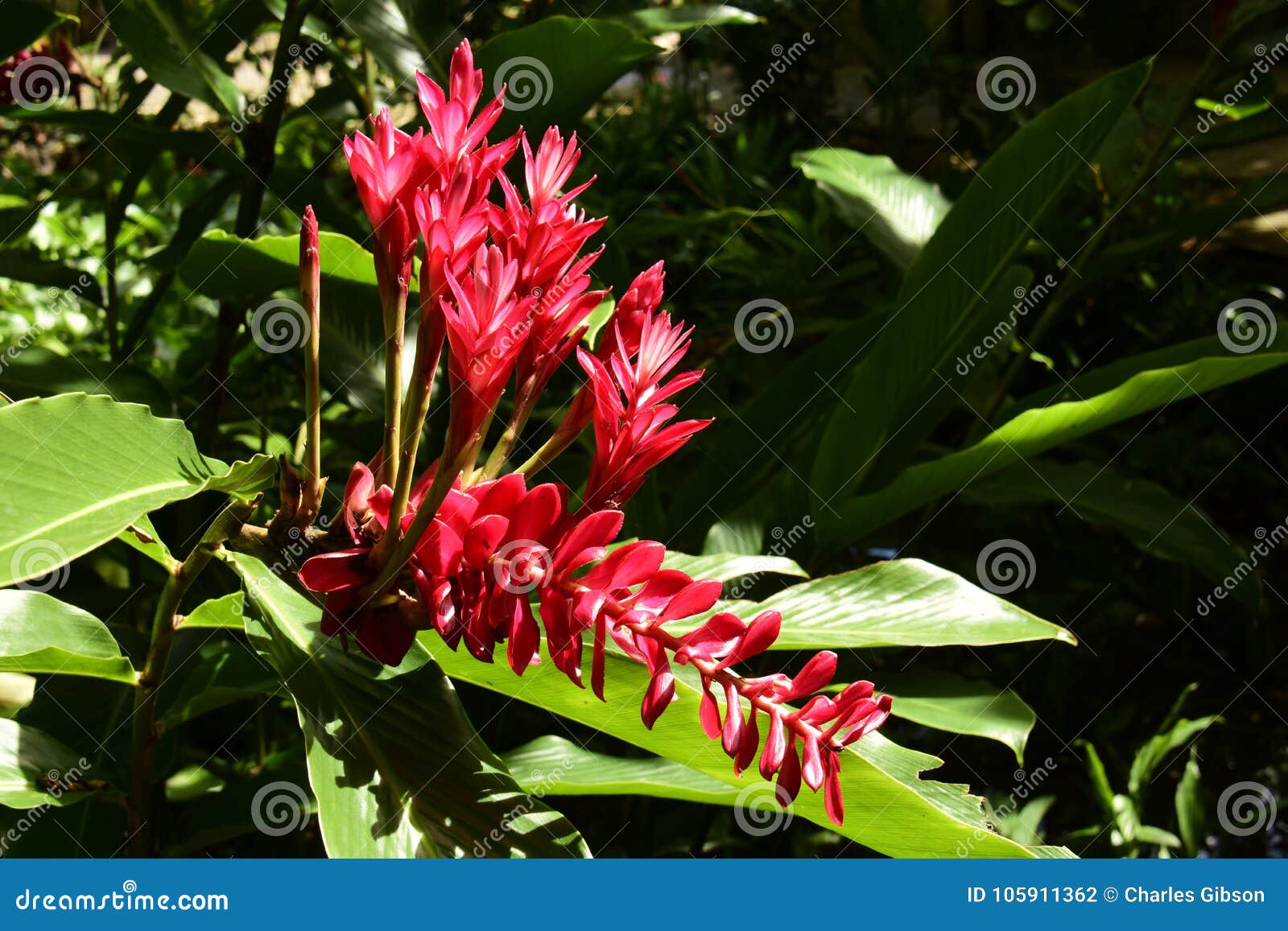 Purpurata Rojo De Ginger Alpinia Foto de archivo - Imagen de vietnam ...