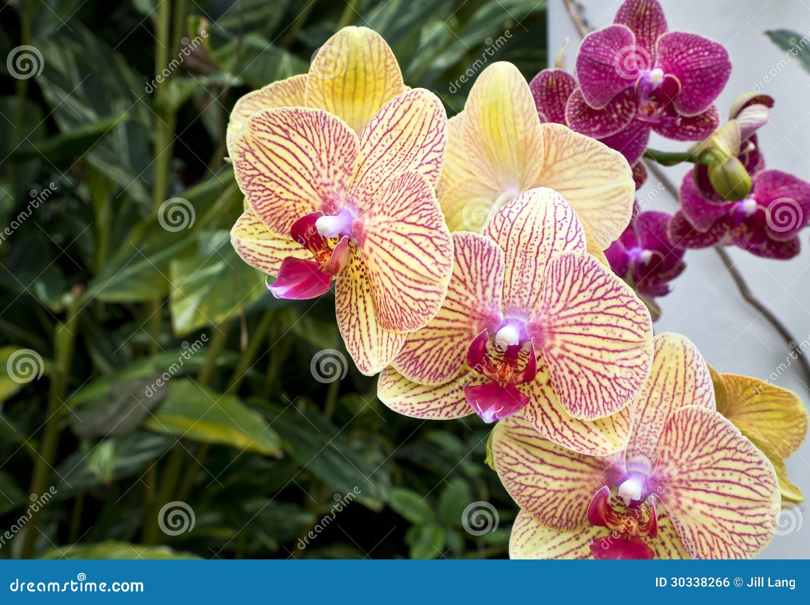 Purpurrote Und Gelbe Orchideen Stockfoto - Bild von orchidee, pflanzen ... Purpurrote Und Gelbe Orchideen Stockfoto - Bild von orchidee, pflanzen ...