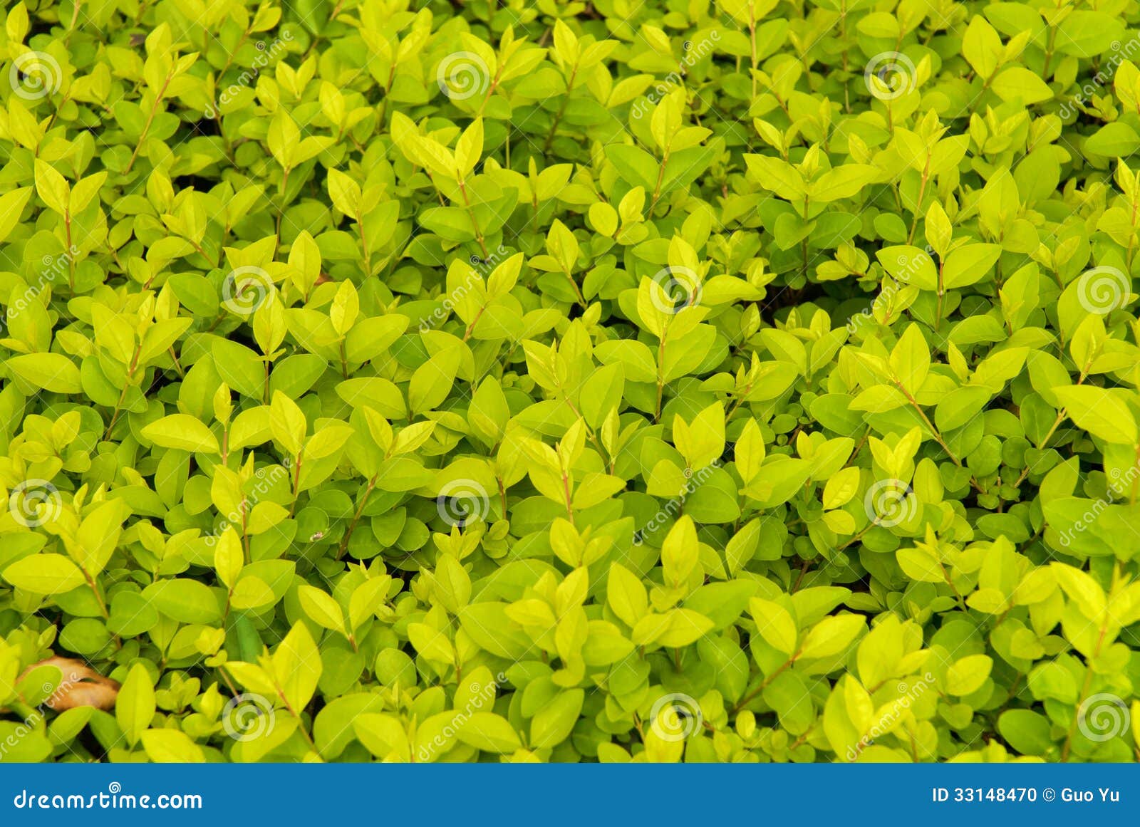 Purpus Priver stock photo. Image of priver, ligustrum - 33148470