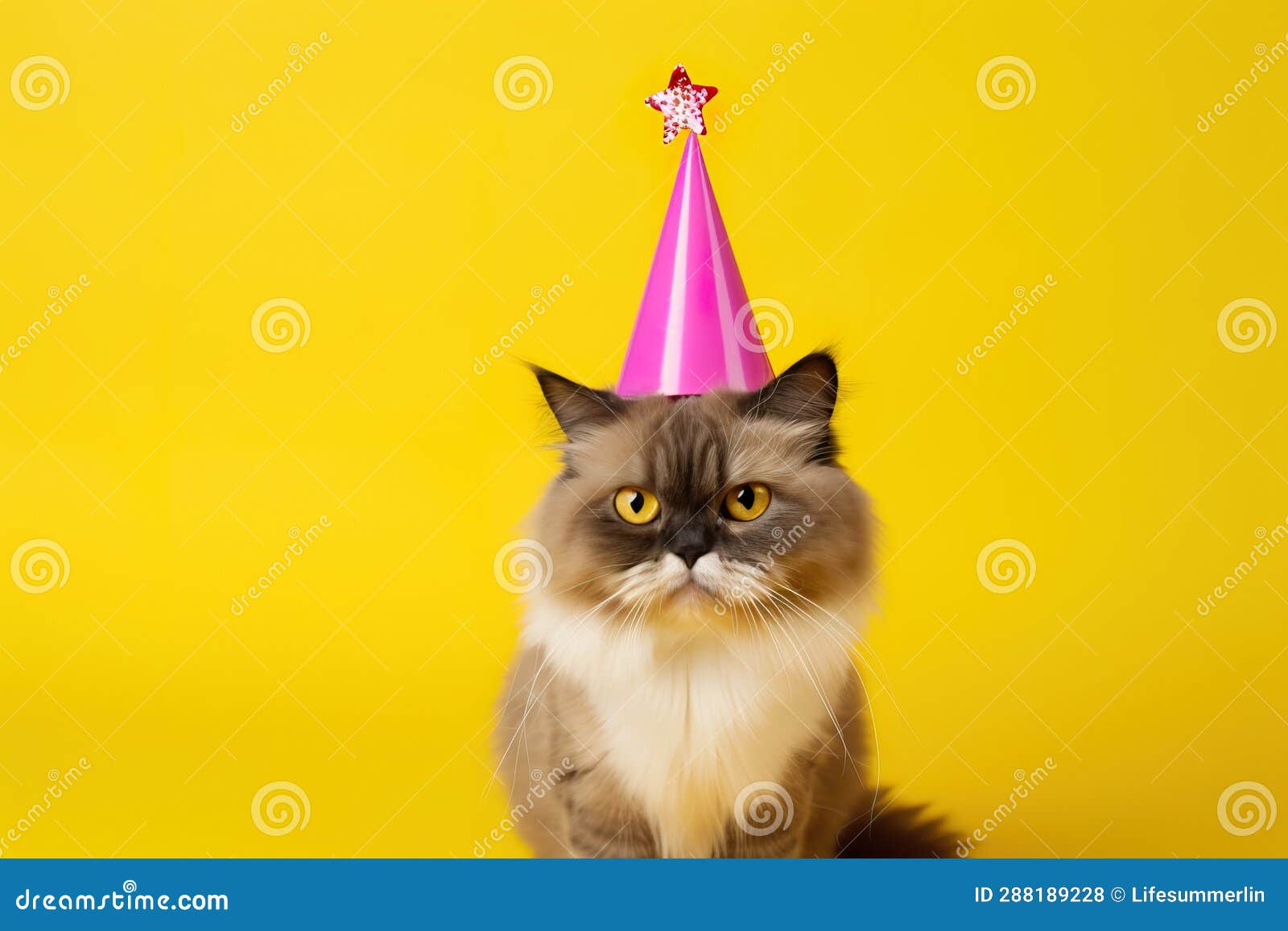 Purrfect Celebration: Birthday Cat Card. Stock Photo - Image of ...